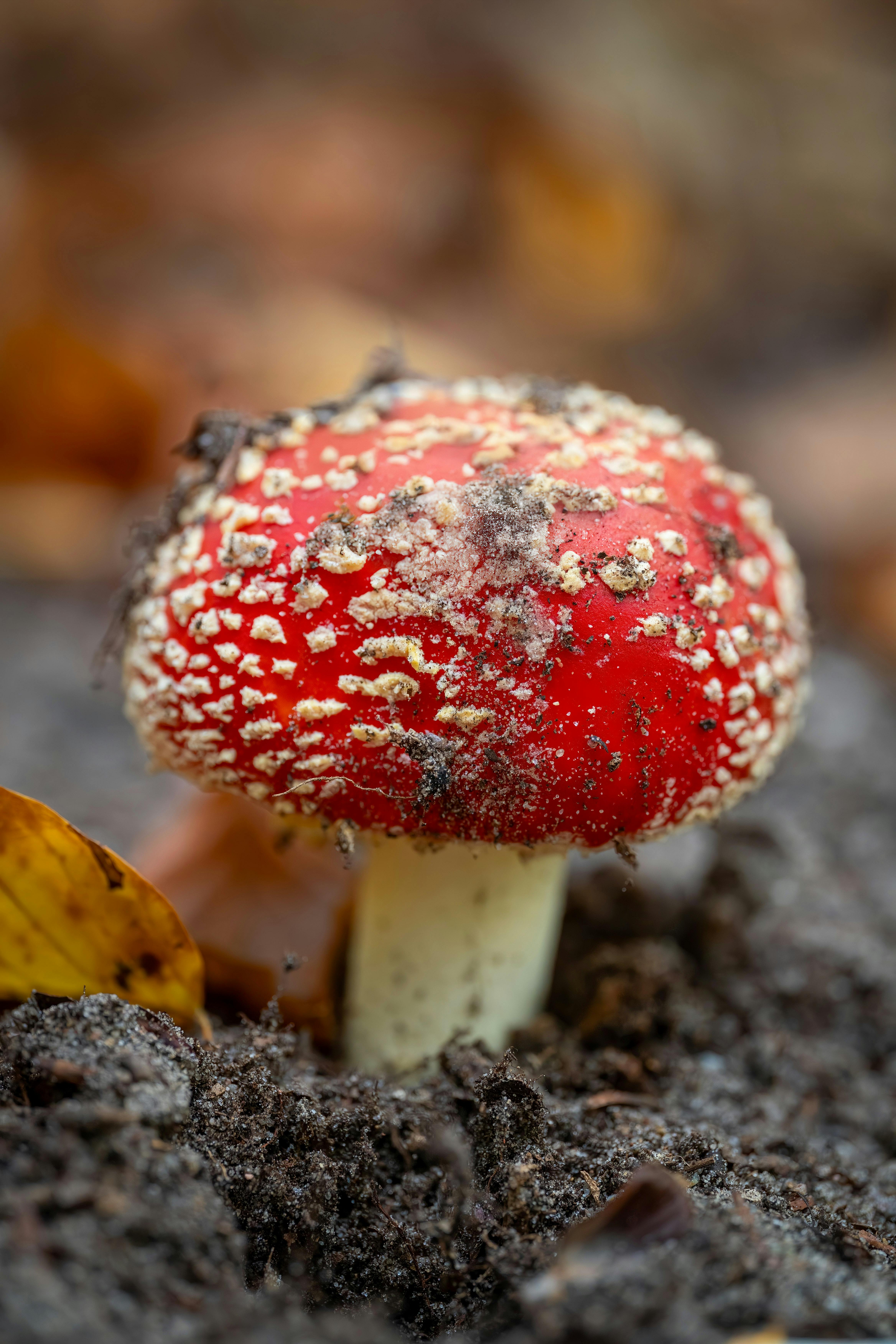 Toxic Symbols Photos, Download The BEST Free Toxic Symbols Stock Photos ...