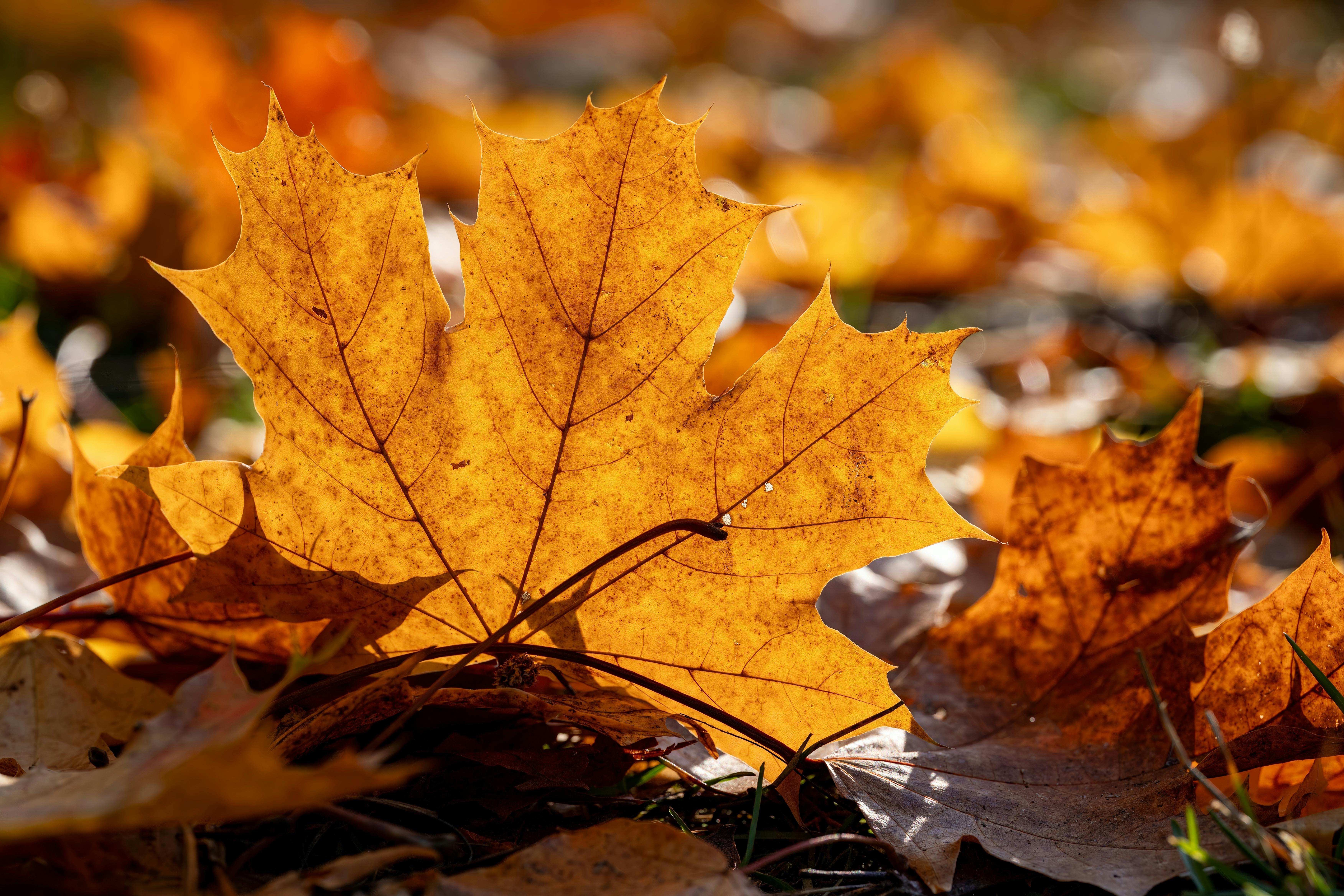 Yellow Leaves Tree on a Park · Free Stock Photo