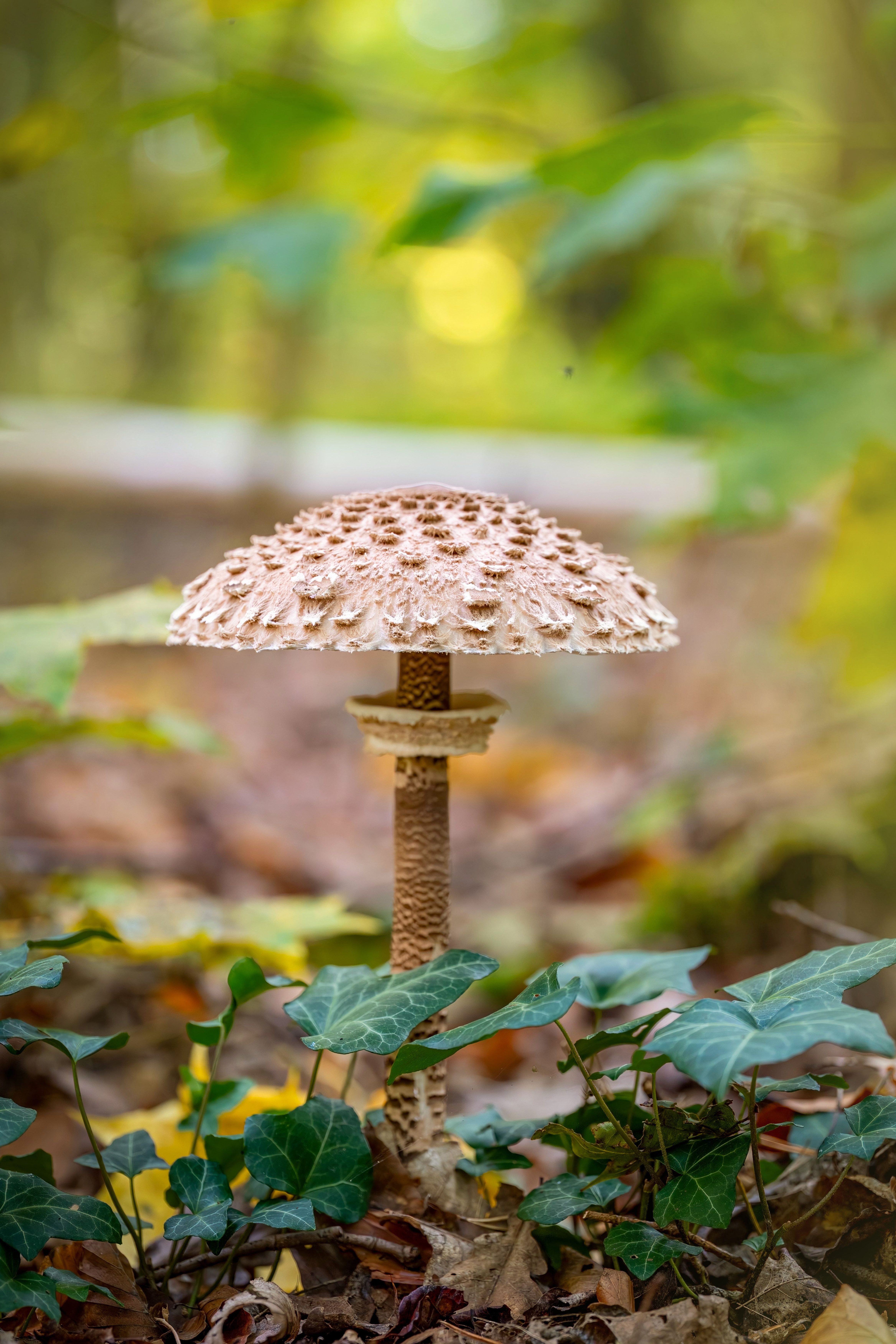 Detailed Close-up of Macrolepiota Procera Mushroom · Free Stock Photo