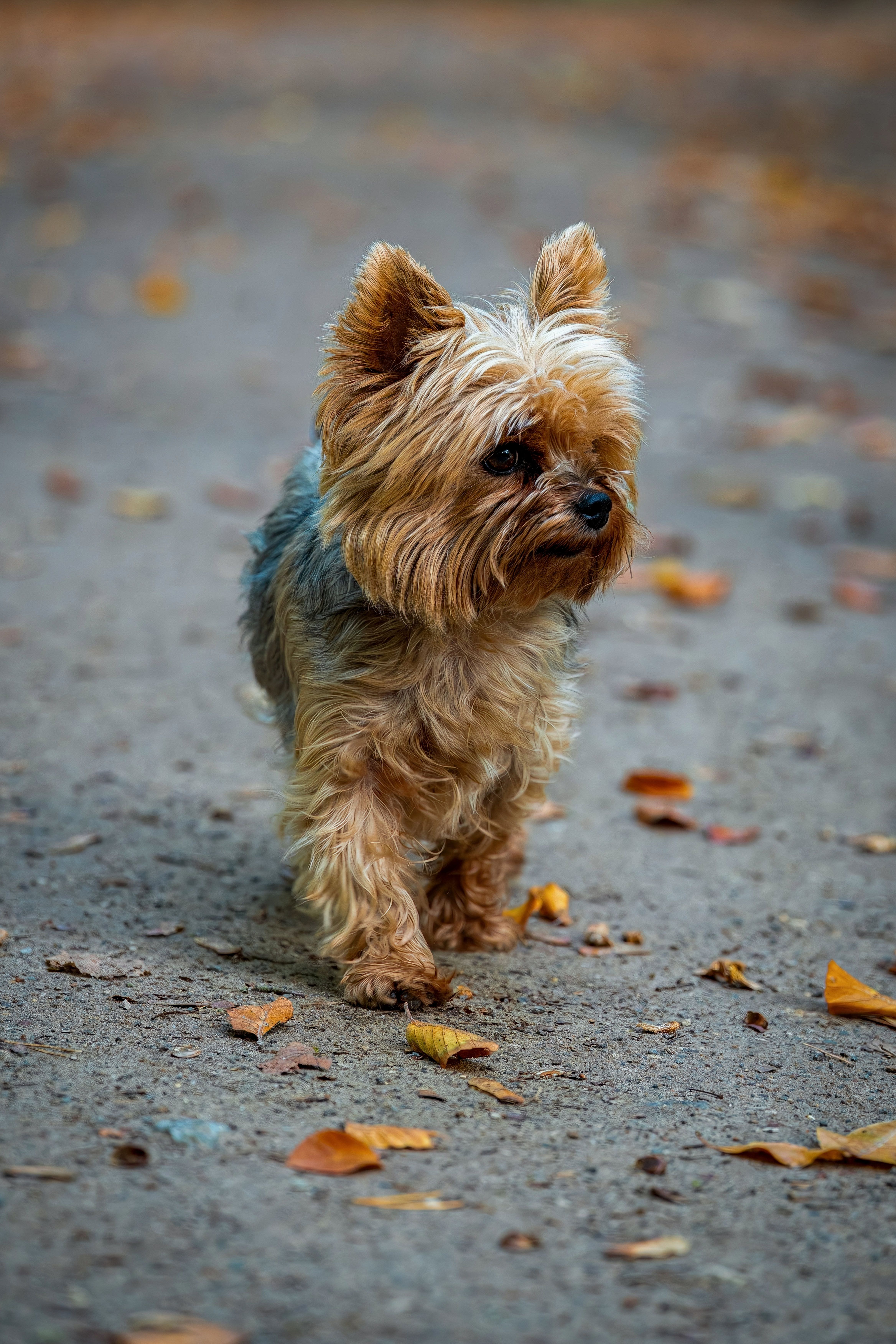 Friendly Companion Photos, Download The BEST Free Friendly Companion ...