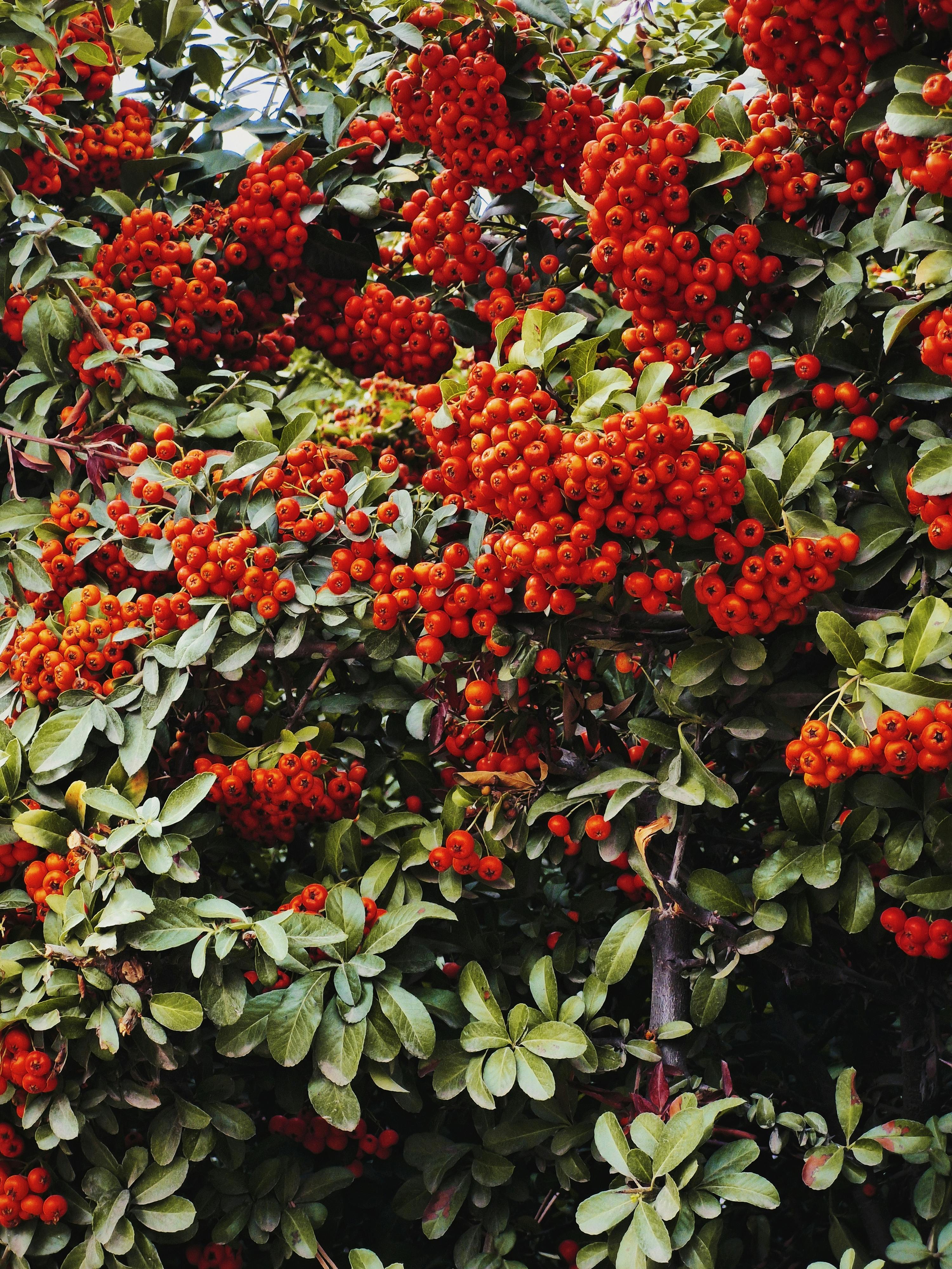 Vibrant Red Pyracantha Berries on Lush Greenery · Free Stock Photo