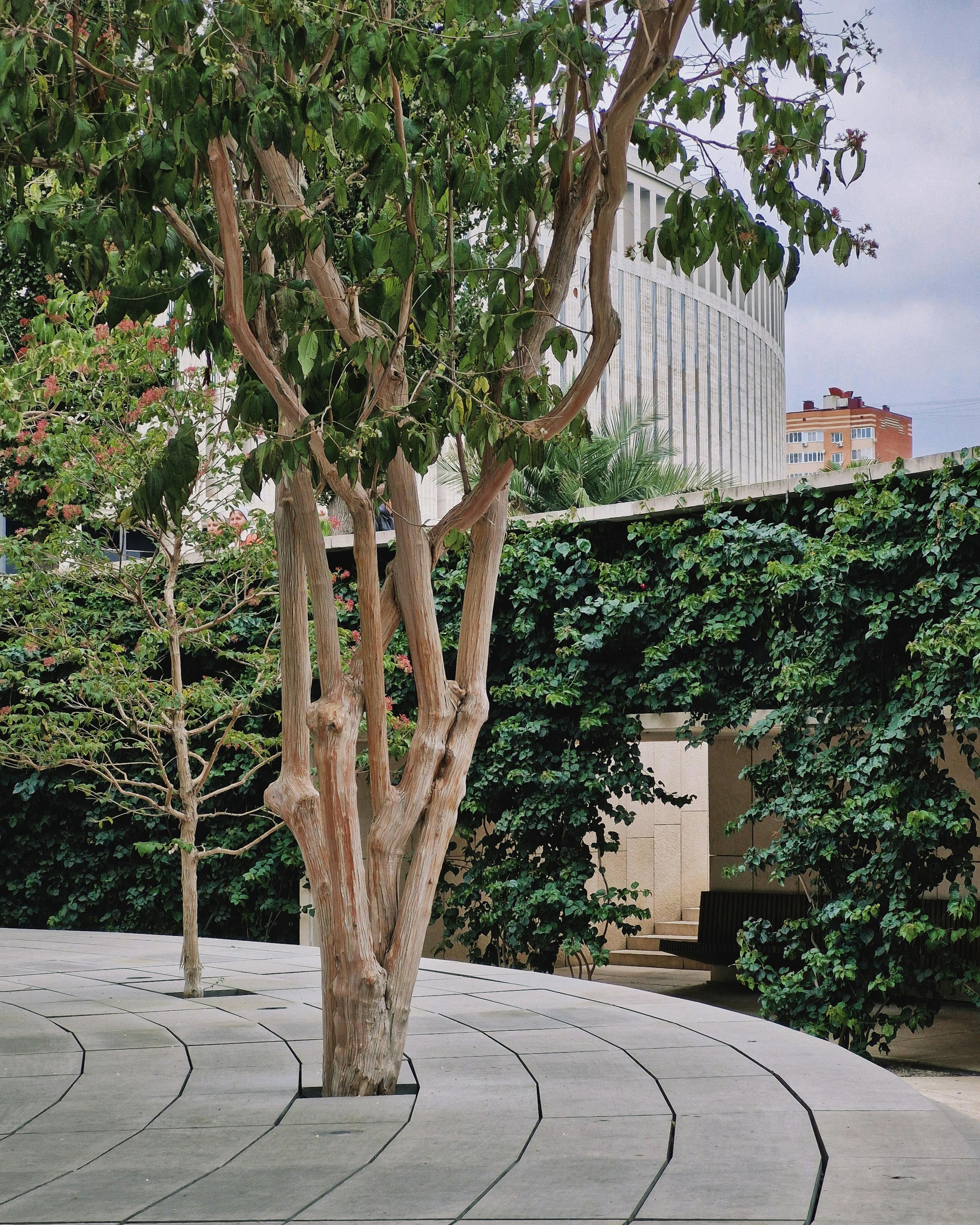 Modern Urban Courtyard with Trees and Ivy · Free Stock Photo