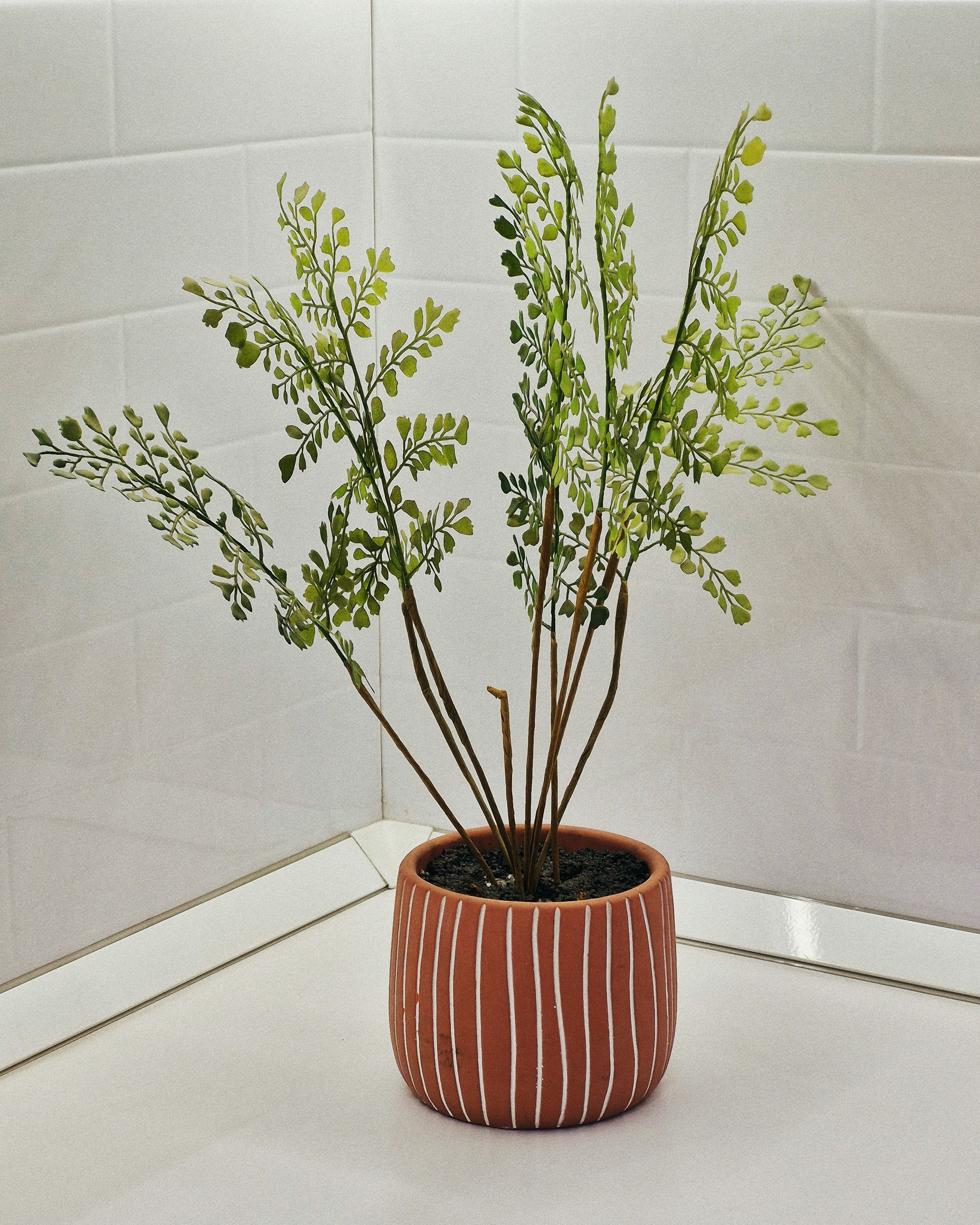 Elegant Potted Maidenhair Fern in Modern Decor · Free Stock Photo