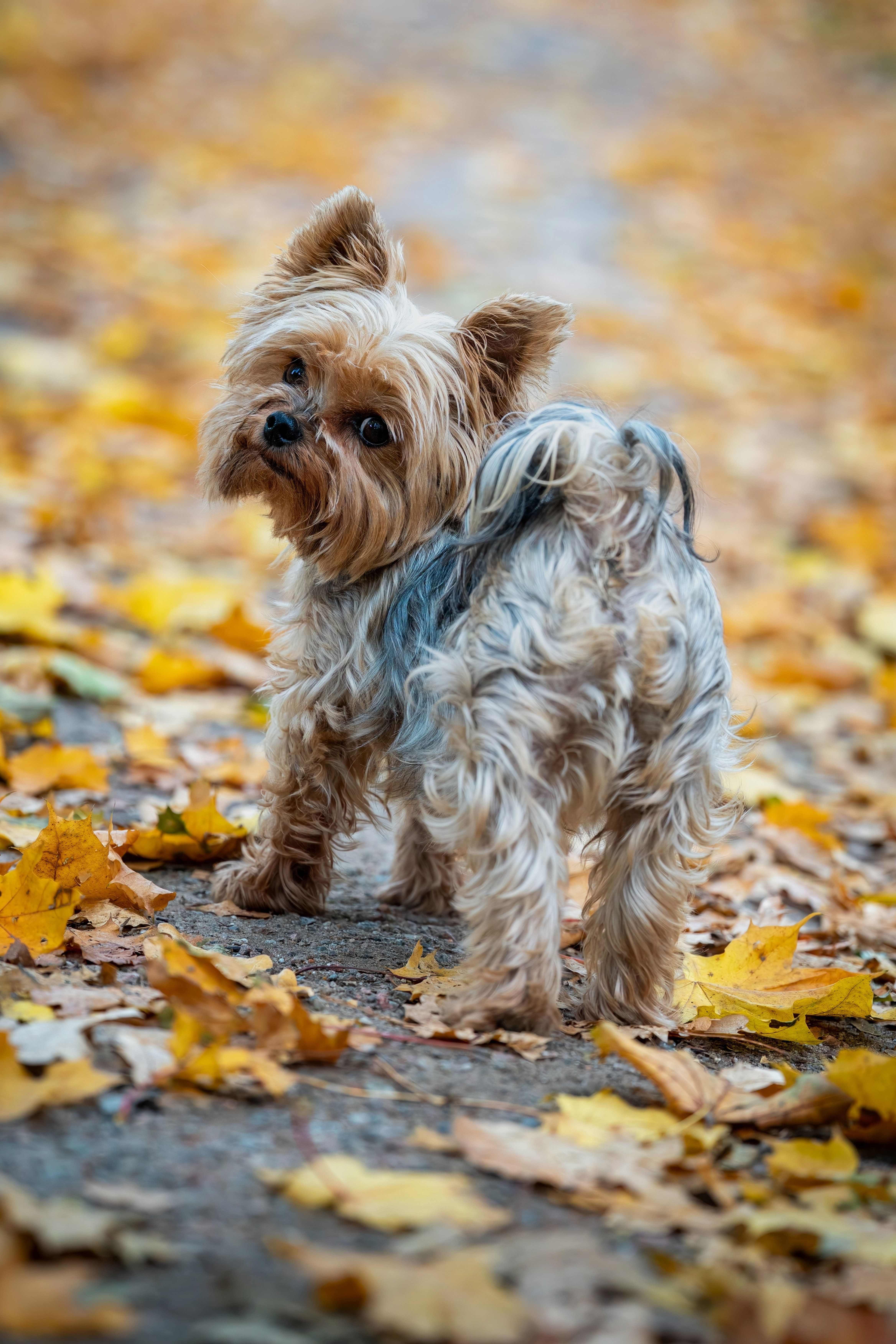 Adorable Yorkshire Terrier in Fall Leaves · Free Stock Photo