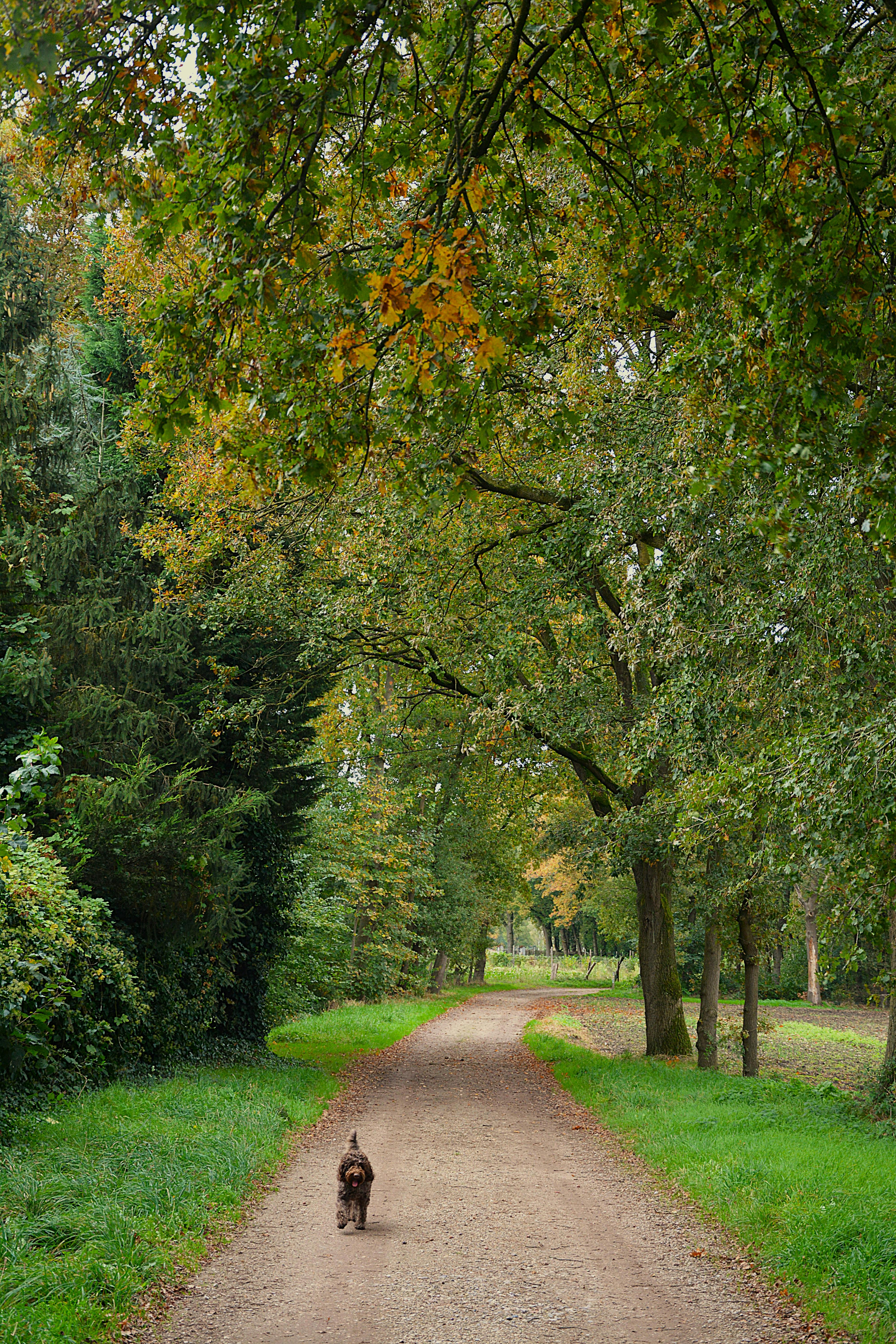 Labradoodle Walking on a Forest Path in Autumn · Free Stock Photo