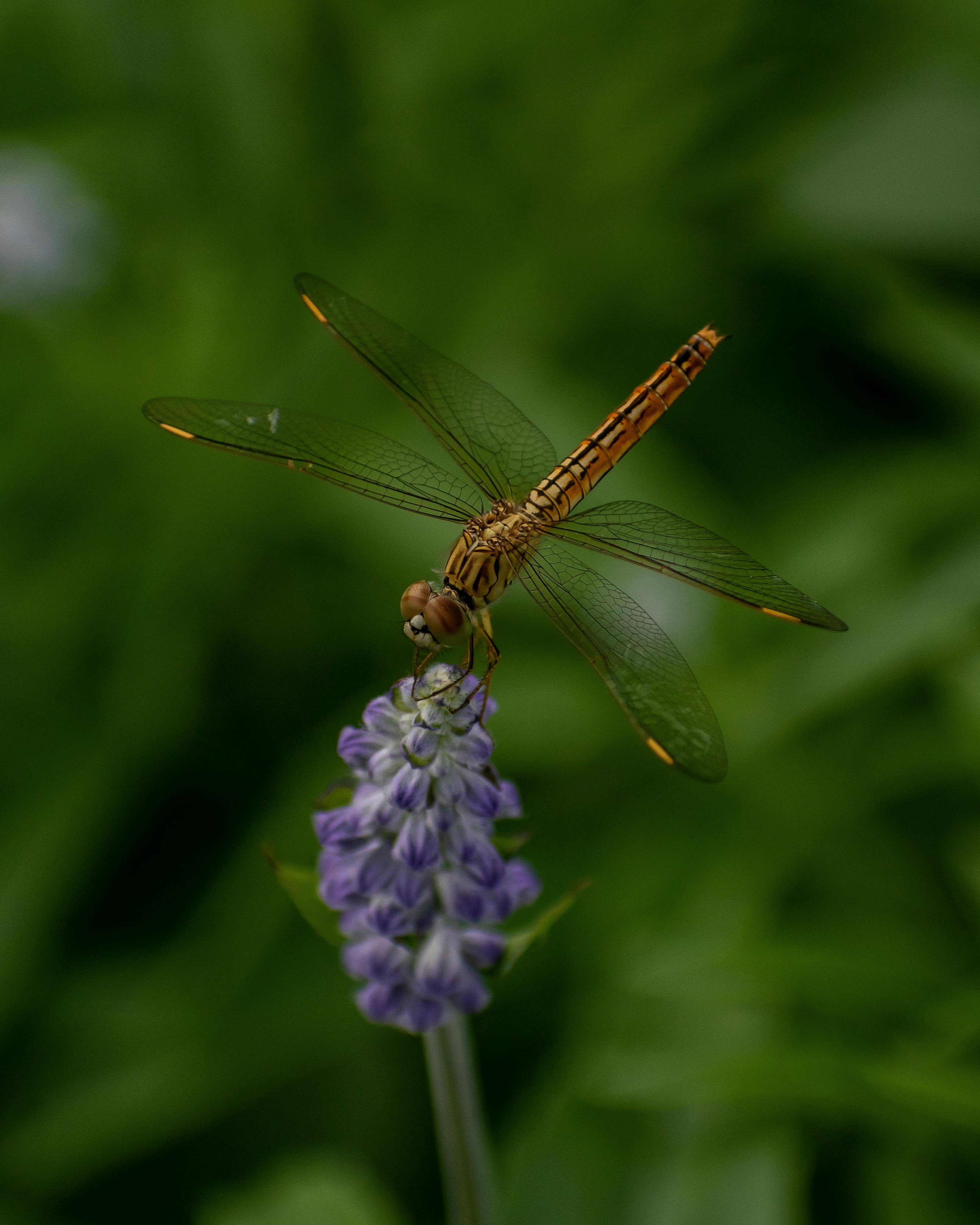 Fluture Insecta Photos, Download The BEST Free Fluture Insecta Stock ...