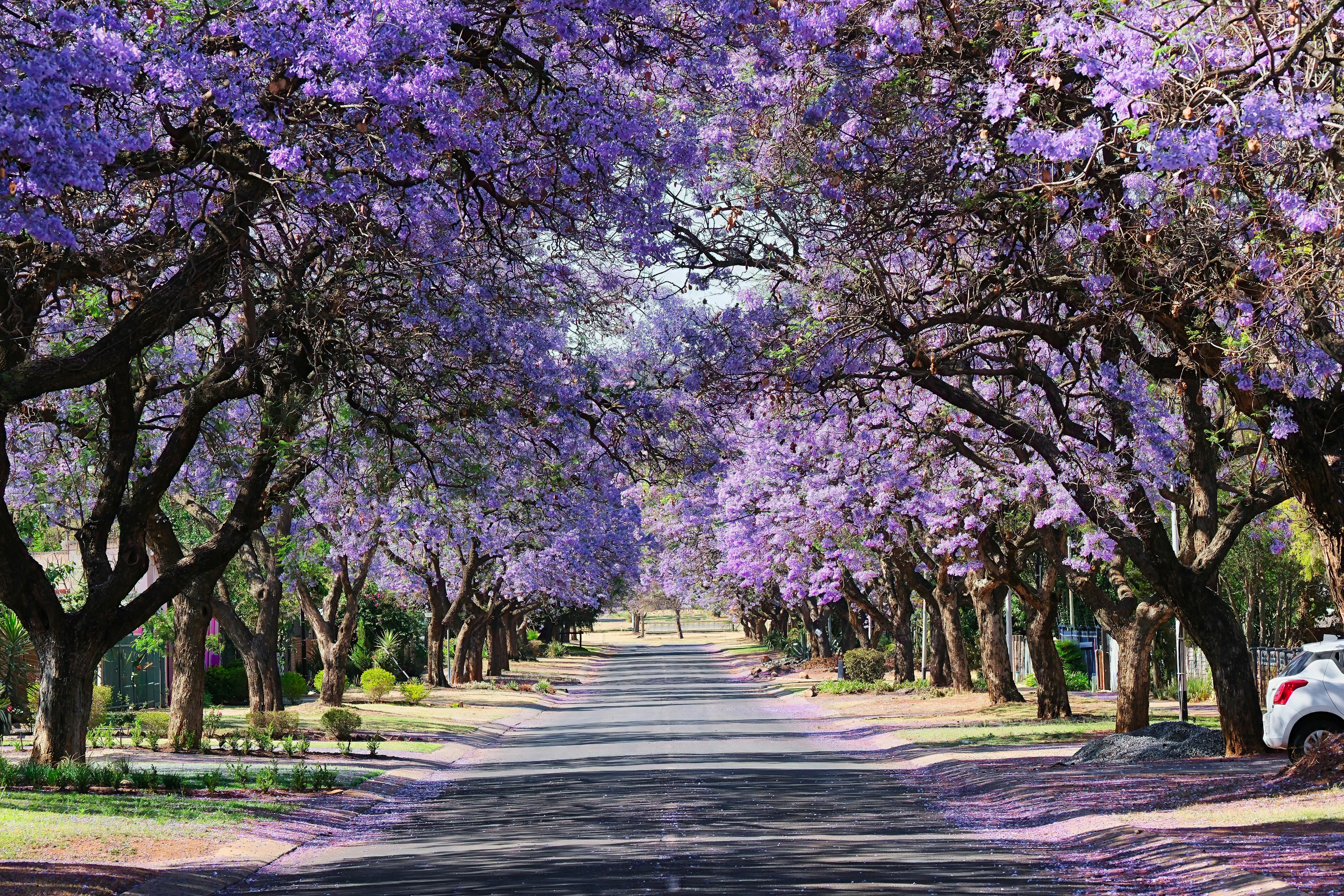 Jacaranda Tree Lined Street in Spring · Free Stock Photo
