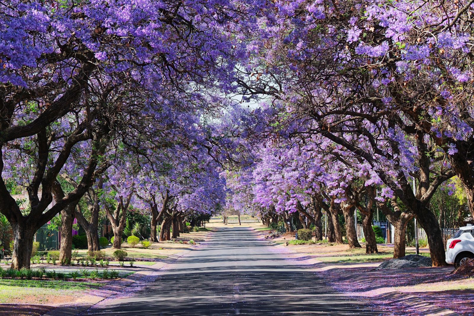 Jacaranda Tree Photos, Download The BEST Free Jacaranda Tree Stock ...
