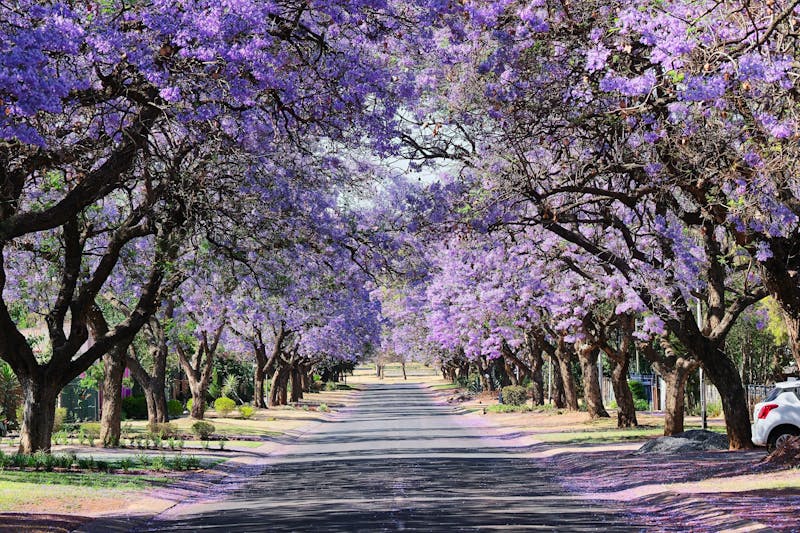 Jacaranda Tree Photos, Download The BEST Free Jacaranda Tree Stock ...