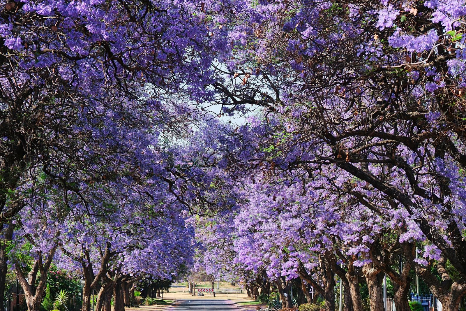 Jacaranda Tree Photos, Download The BEST Free Jacaranda Tree Stock ...