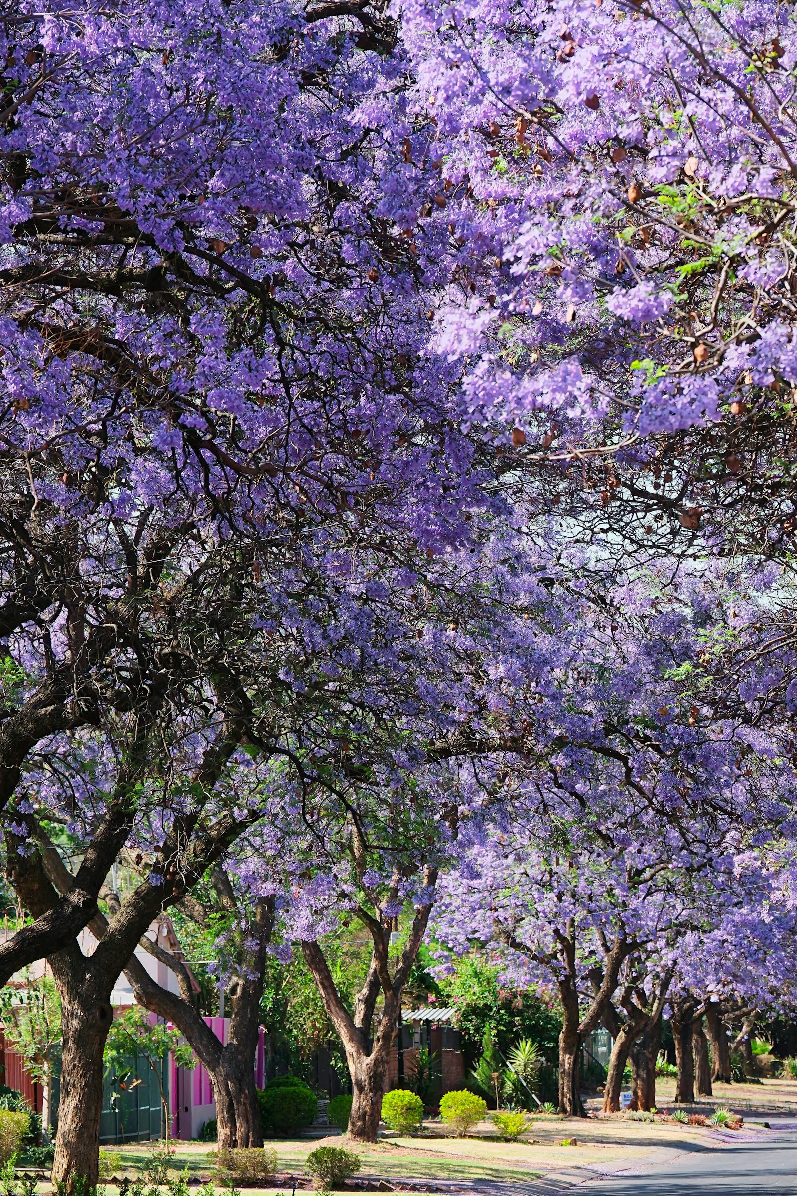 Jacaranda Tree Photos, Download The BEST Free Jacaranda Tree Stock ...
