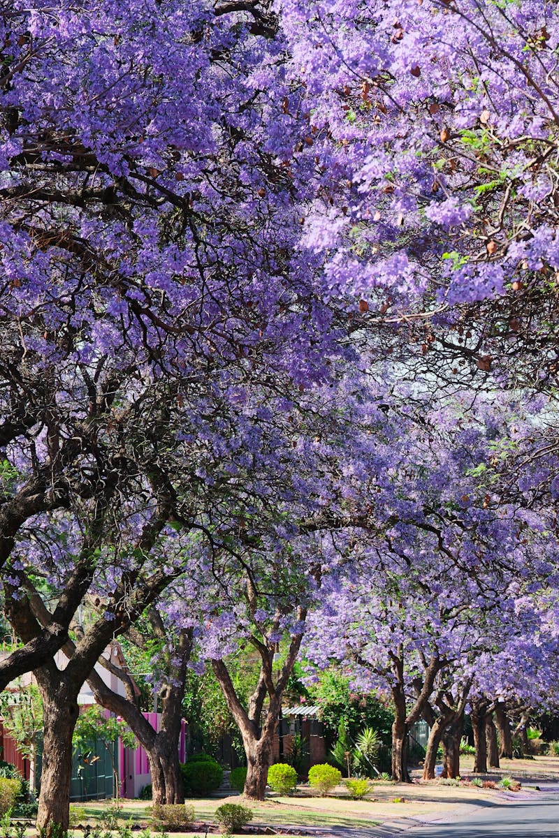 Jacaranda Tree Photos, Download The BEST Free Jacaranda Tree Stock ...