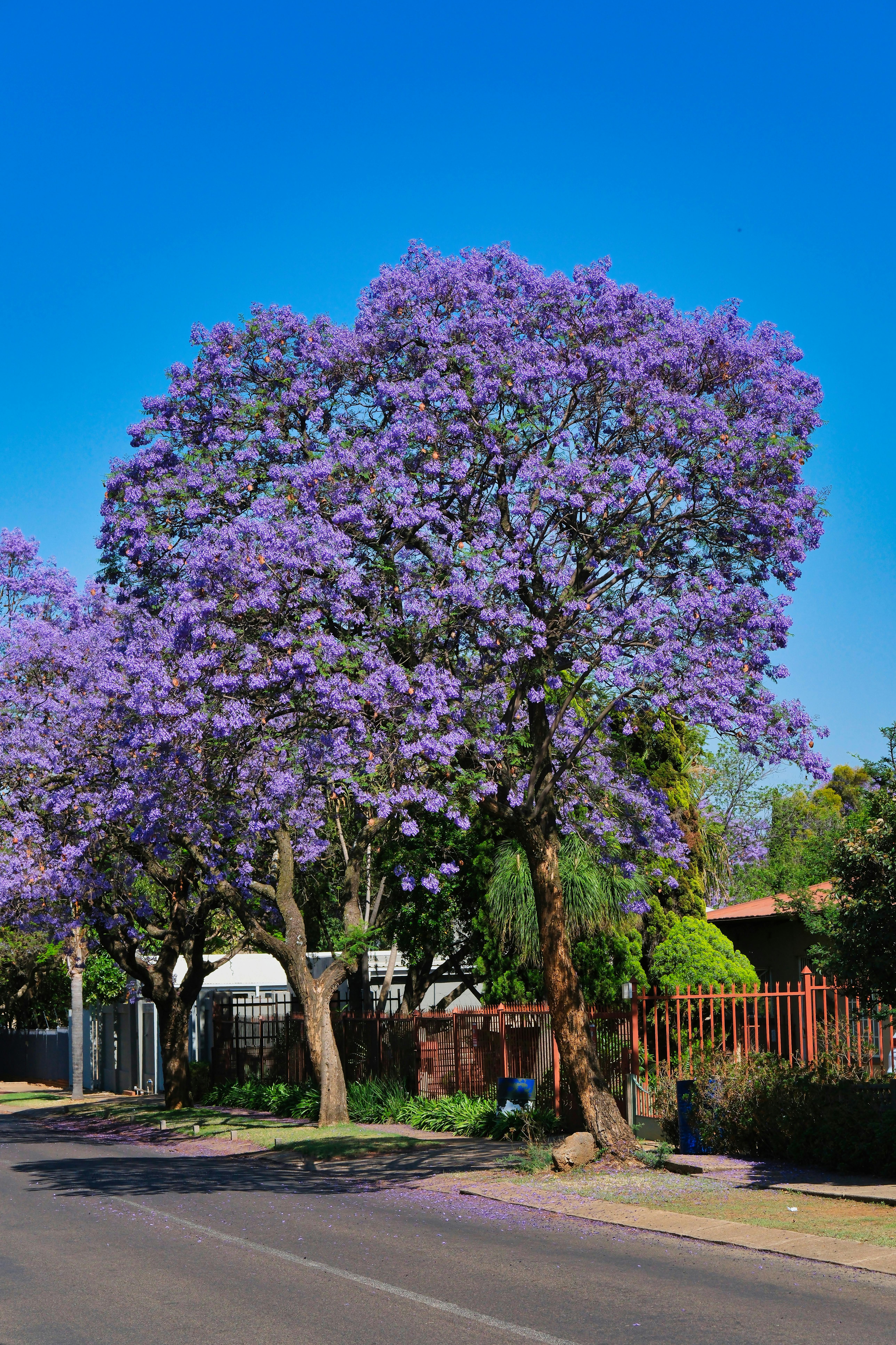 Beautiful Jacaranda Trees in Full Bloom on Street · Free Stock Photo