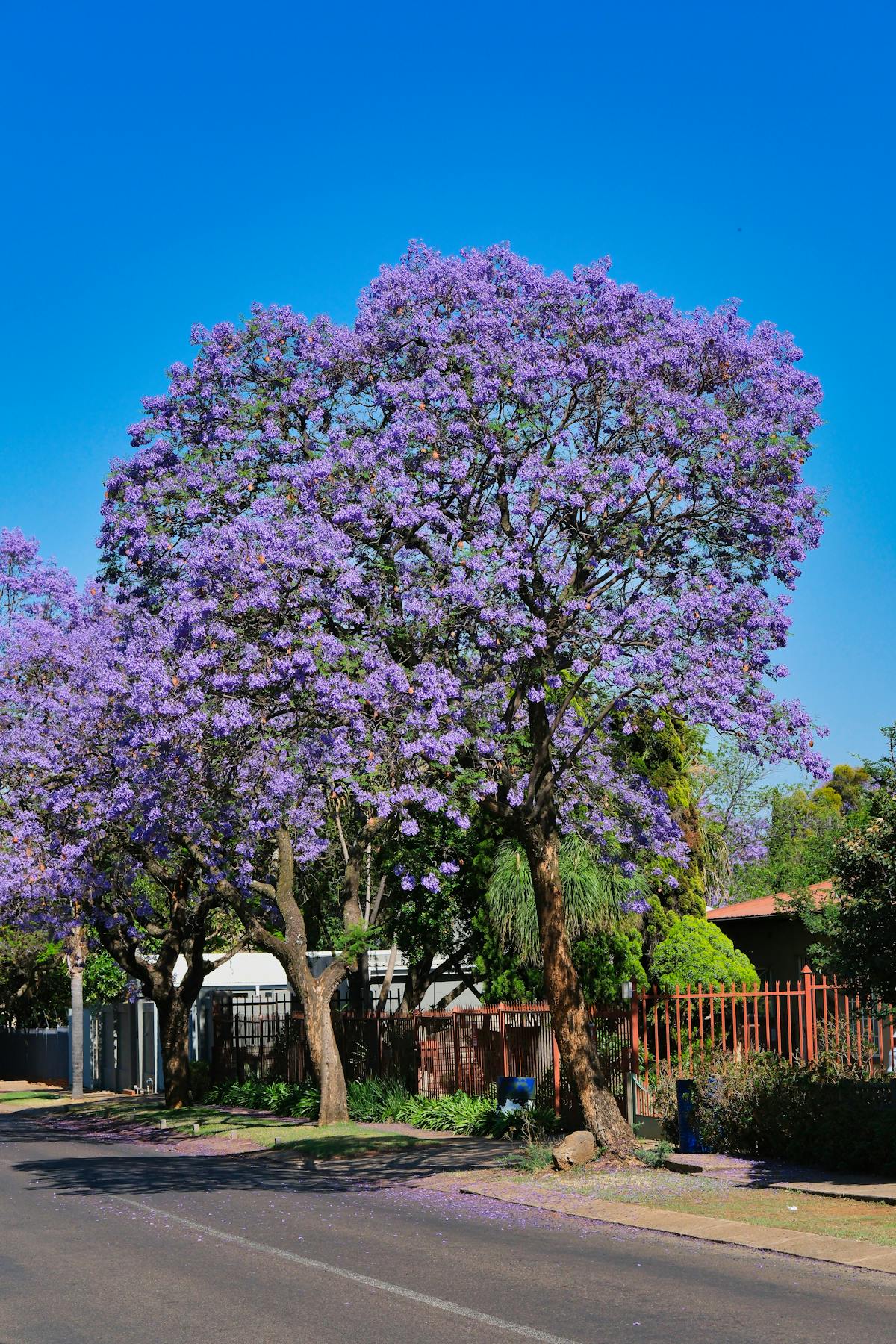 Jacaranda Tree Photos, Download The BEST Free Jacaranda Tree Stock ...