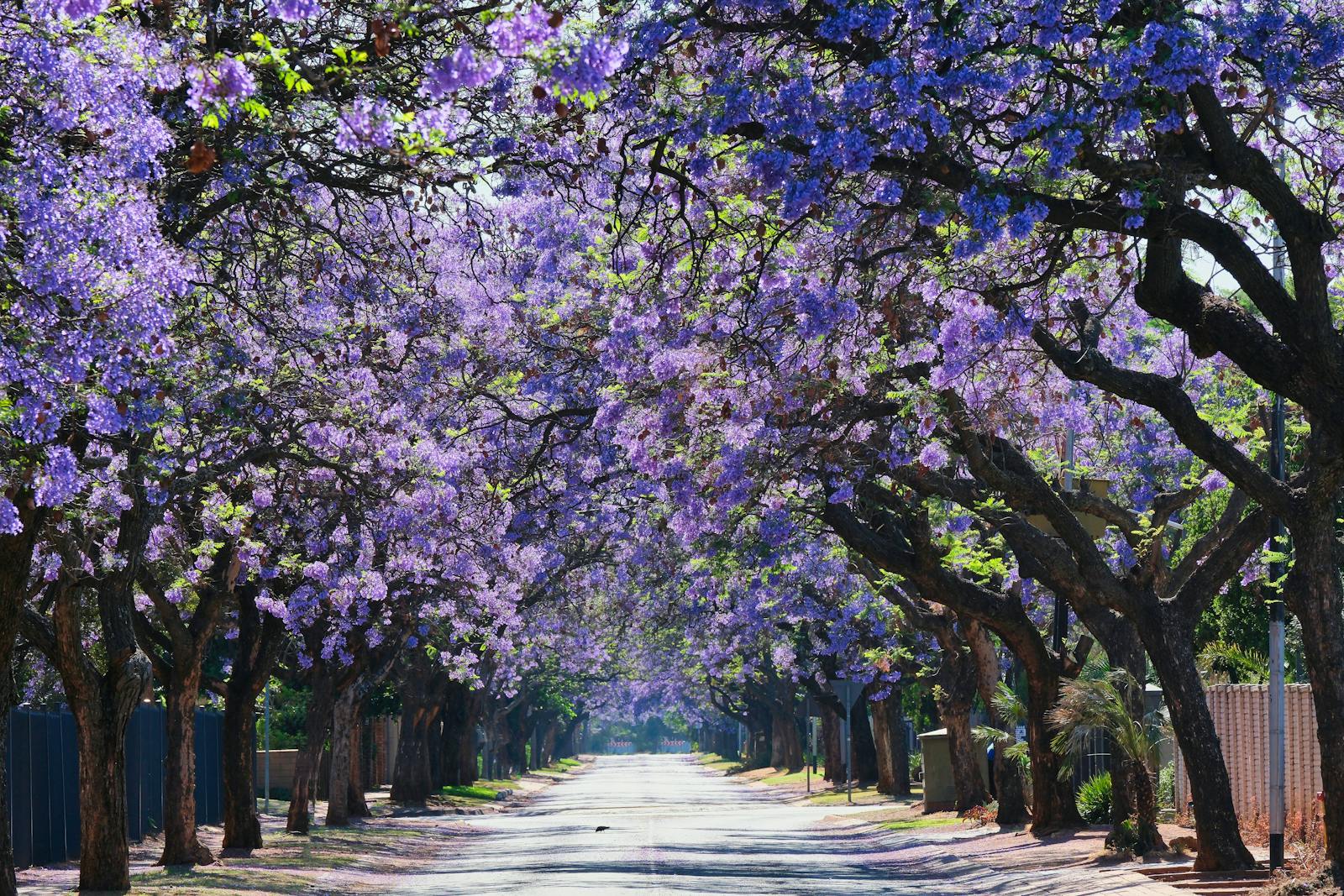 Jacaranda Tree Photos, Download The BEST Free Jacaranda Tree Stock ...