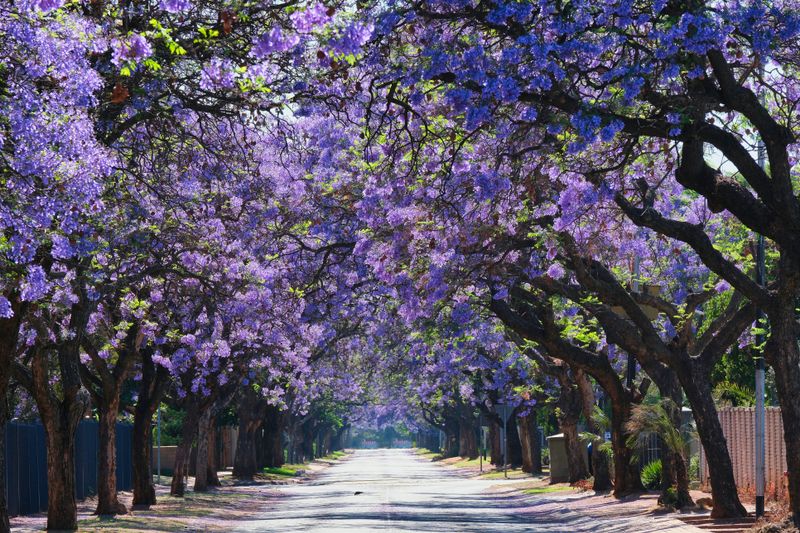Jacaranda Tree Photos, Download The BEST Free Jacaranda Tree Stock ...