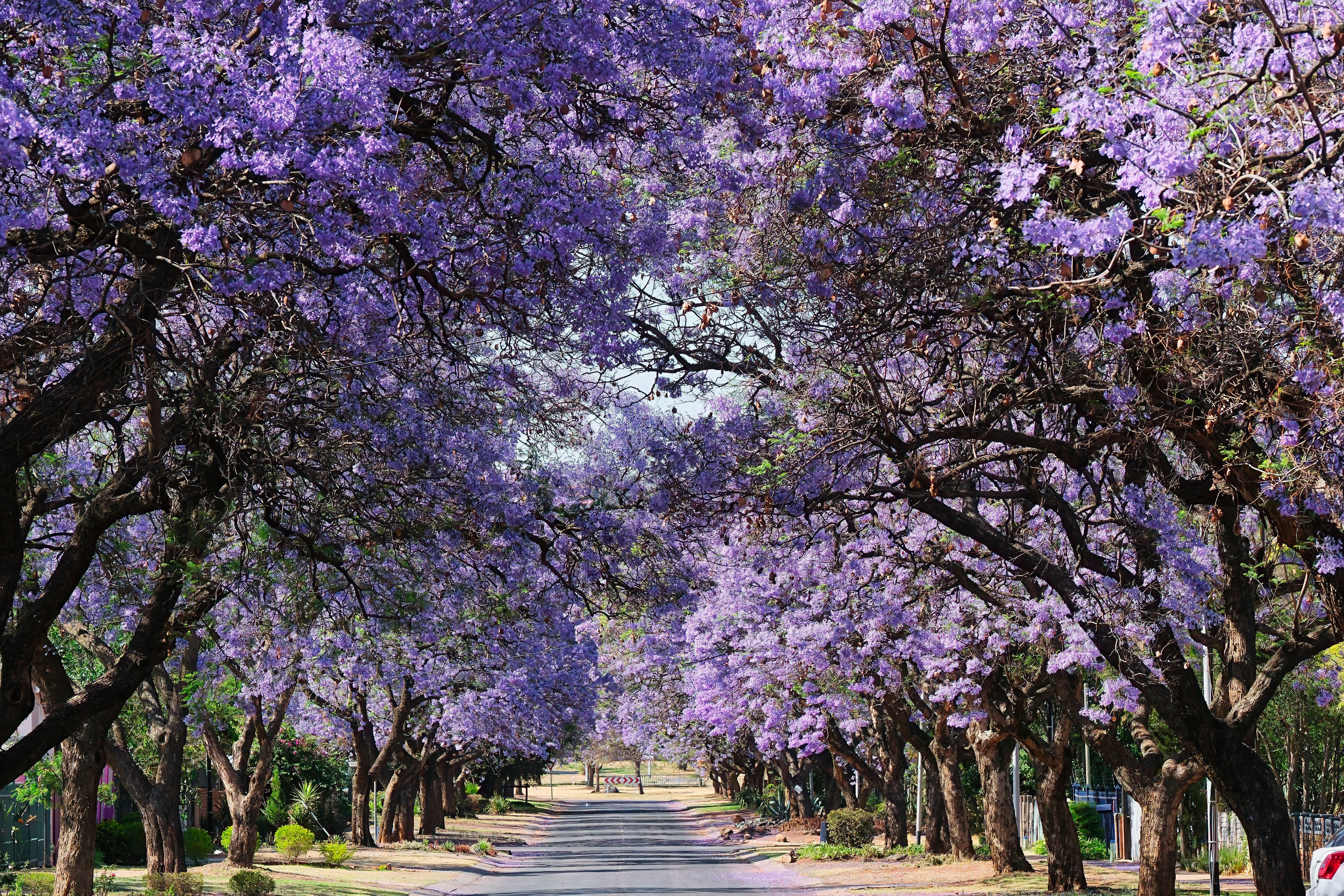 Stunning Purple Jacaranda Trees in Full Bloom · Free Stock Photo
