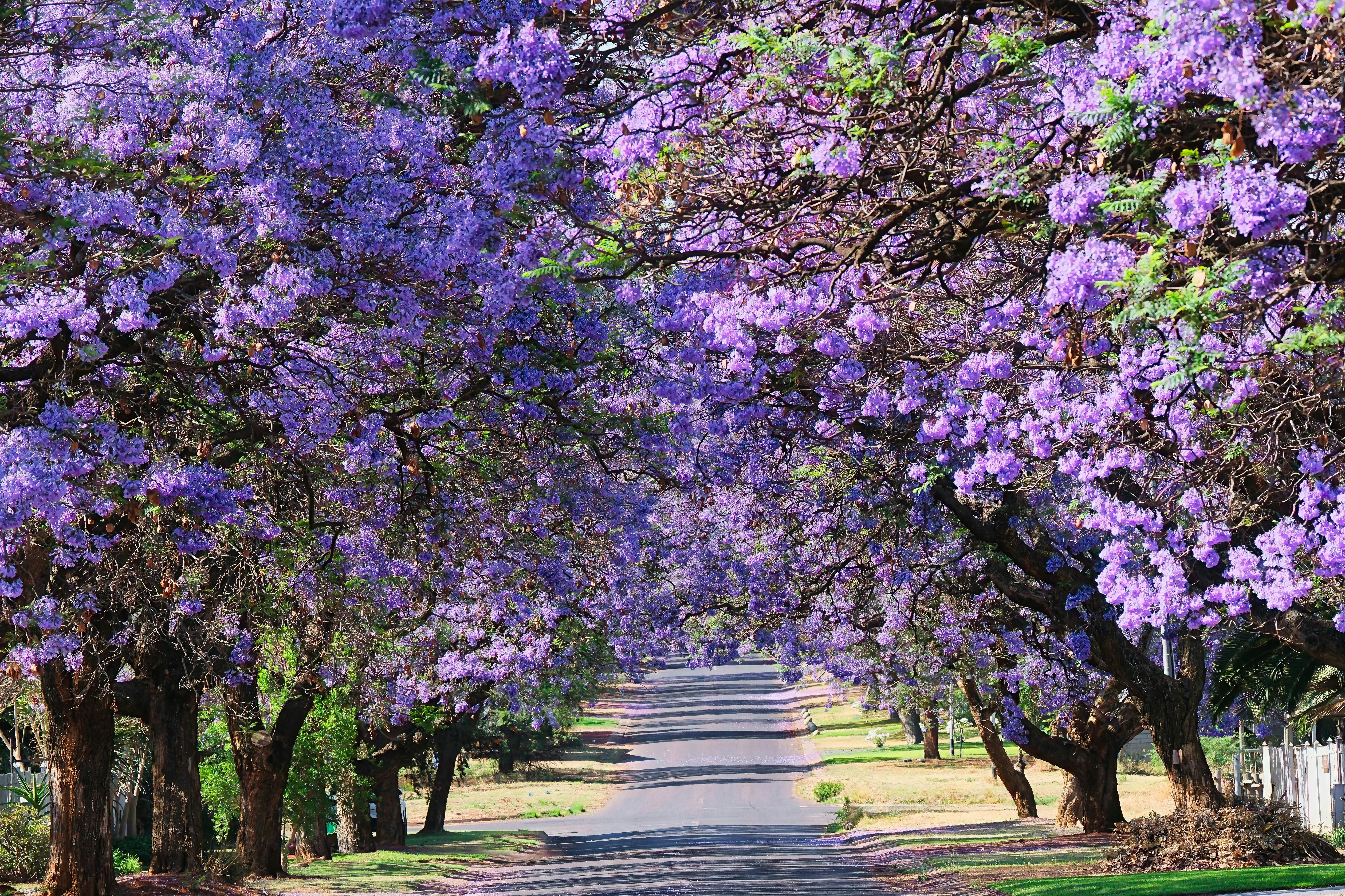 Jacaranda Trees Lining an Urban Street in Bloom · Free Stock Photo