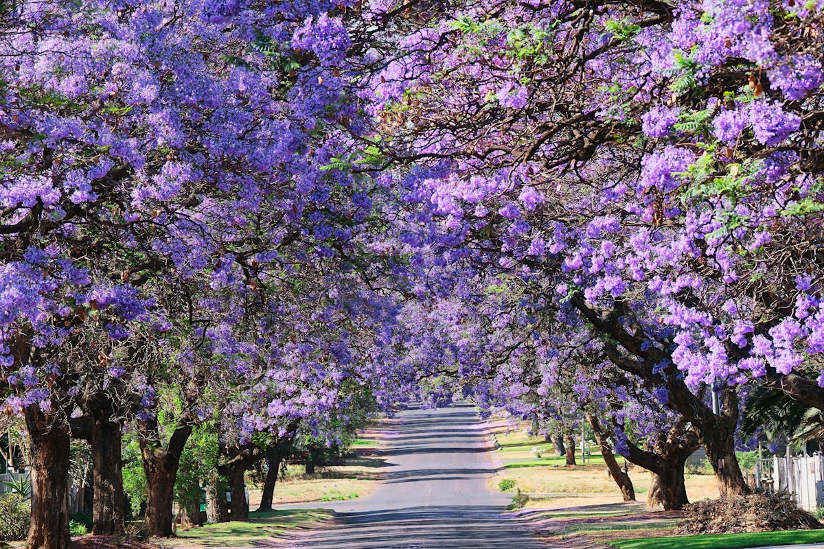 Jacaranda Tree Photos, Download The BEST Free Jacaranda Tree Stock ...