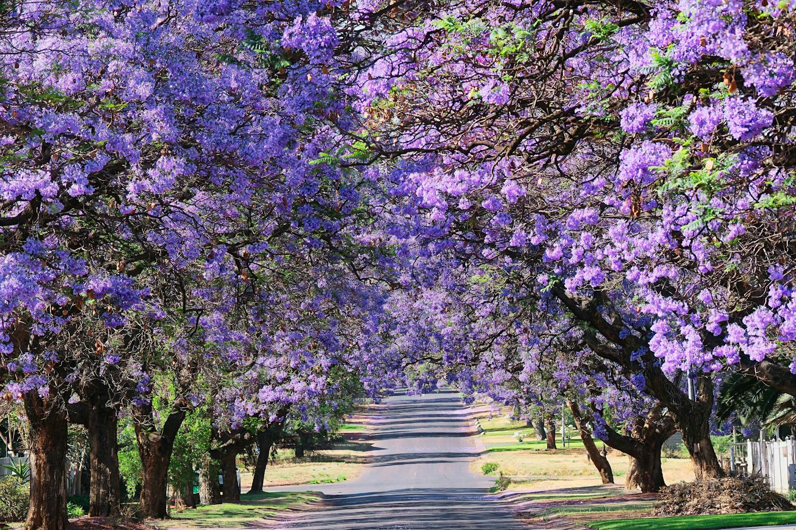Jacaranda Tree Photos, Download The BEST Free Jacaranda Tree Stock ...