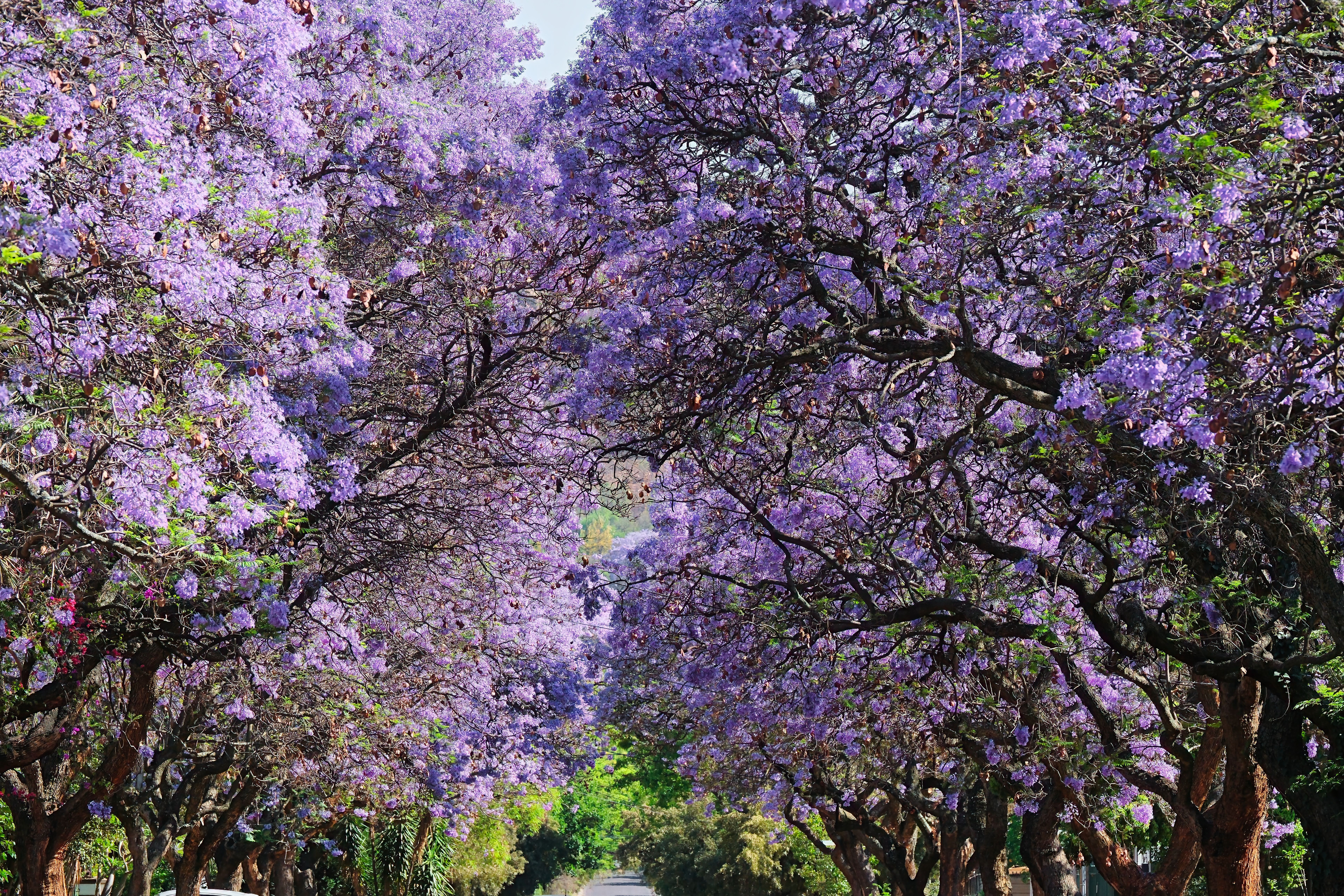 Scenic Street with Blooming Jacaranda Trees · Free Stock Photo