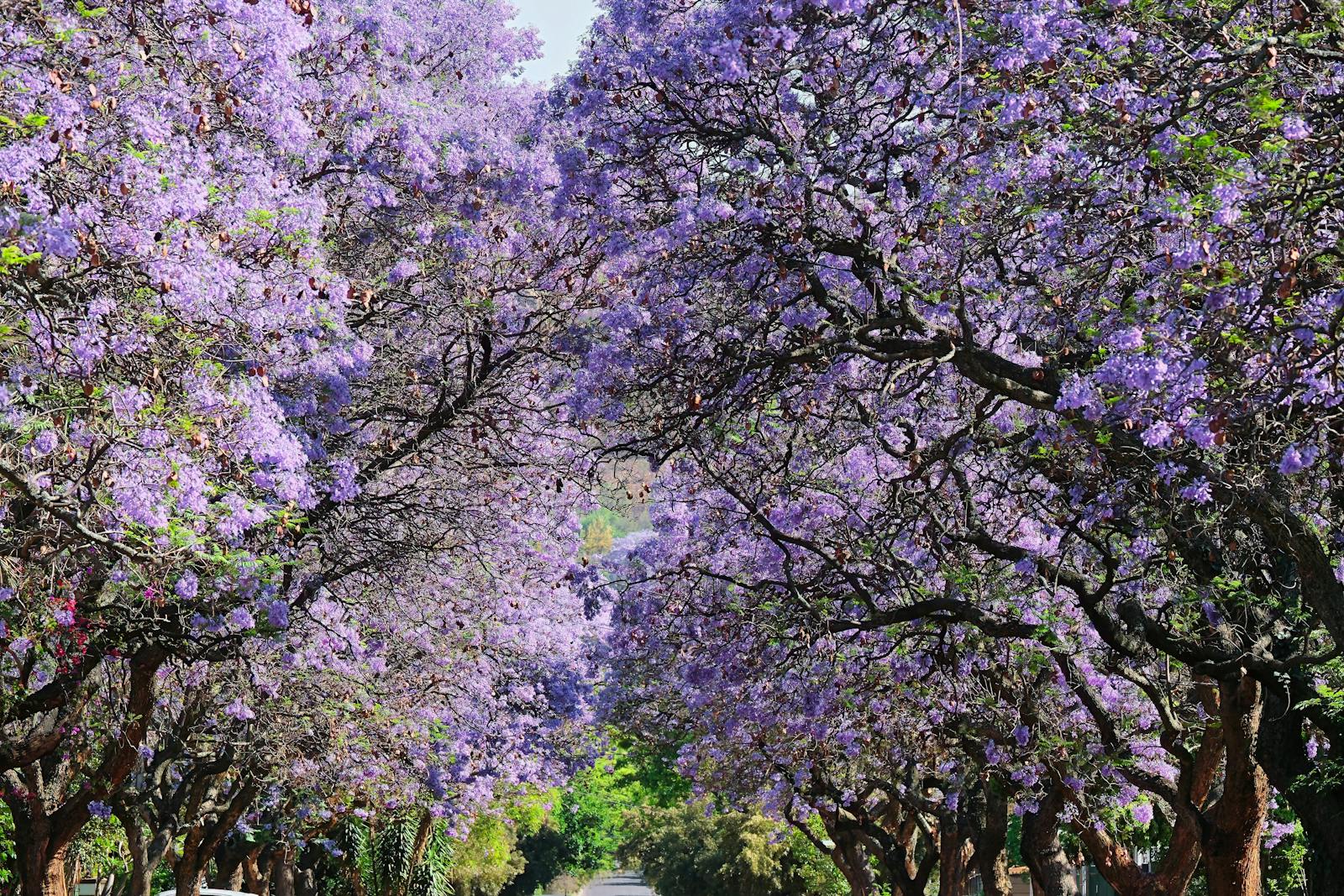 Jacaranda Tree Photos, Download The BEST Free Jacaranda Tree Stock ...