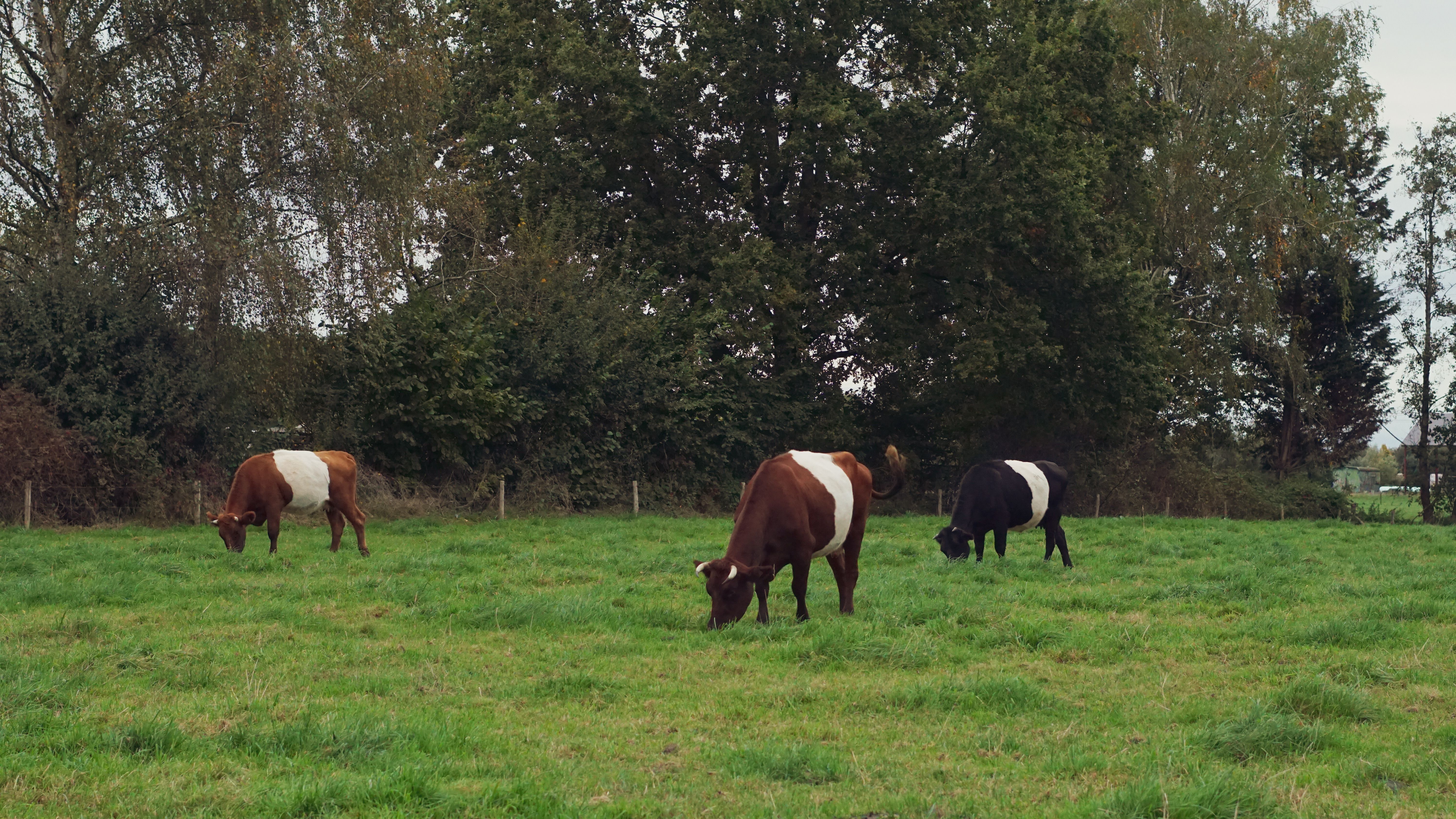 Belted Galloway Boskap Som Betar I Natursköna Betesmarker · Kostnadsfri ...
