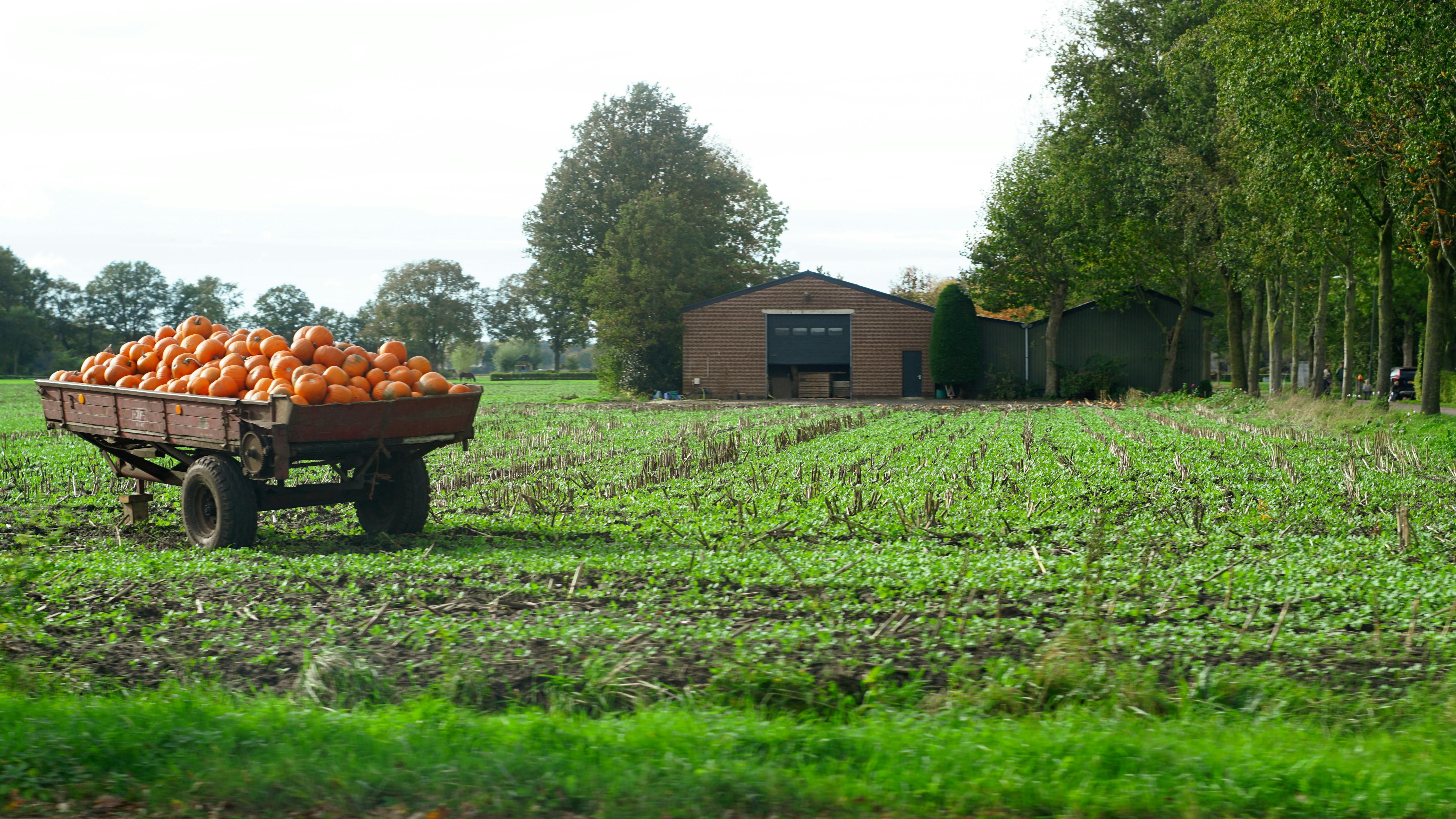 Autumn Farm Scene with Pumpkin Cart in Field · Free Stock Photo