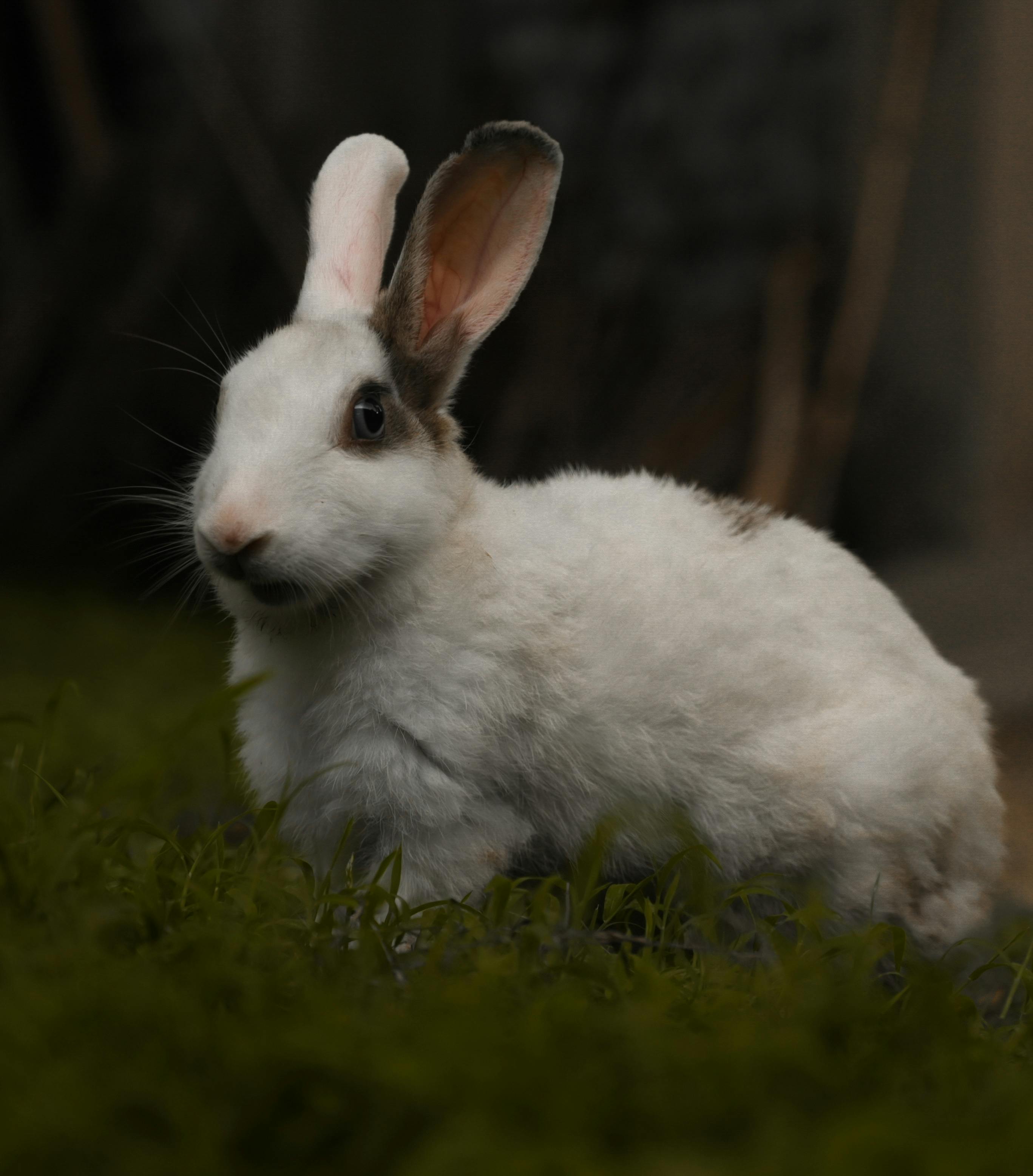 White Rabbit on Green Grass · Free Stock Photo