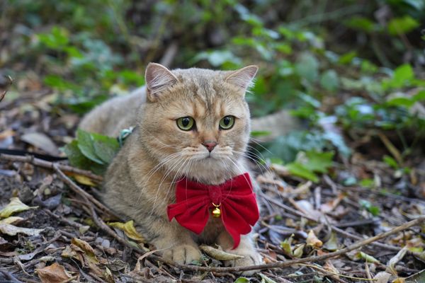 Cat With Bow Photos, Download The BEST Free Cat With Bow Stock Photos ...