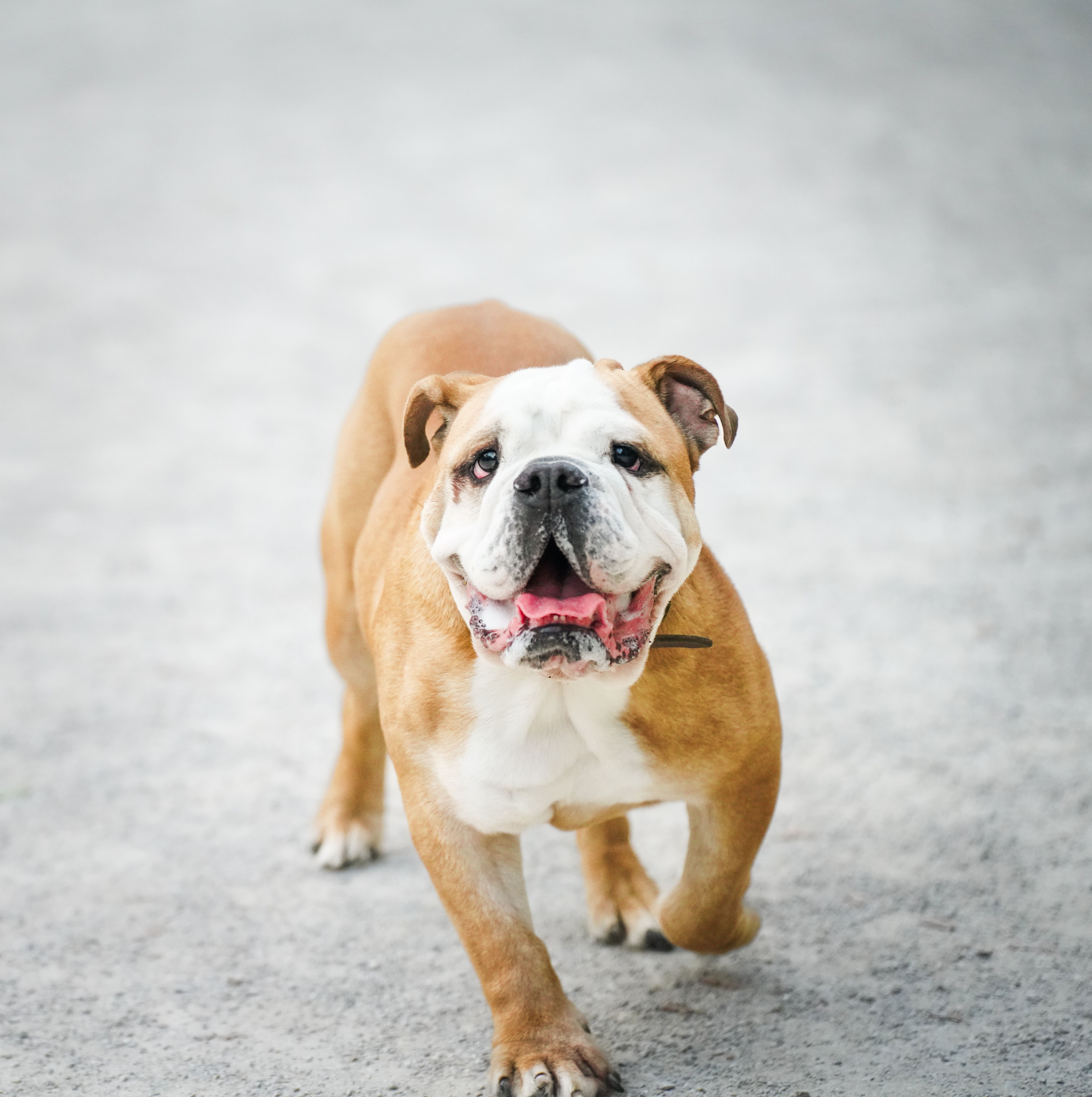 Happy English Bulldog Walking Outdoors Smiling · Free Stock Photo