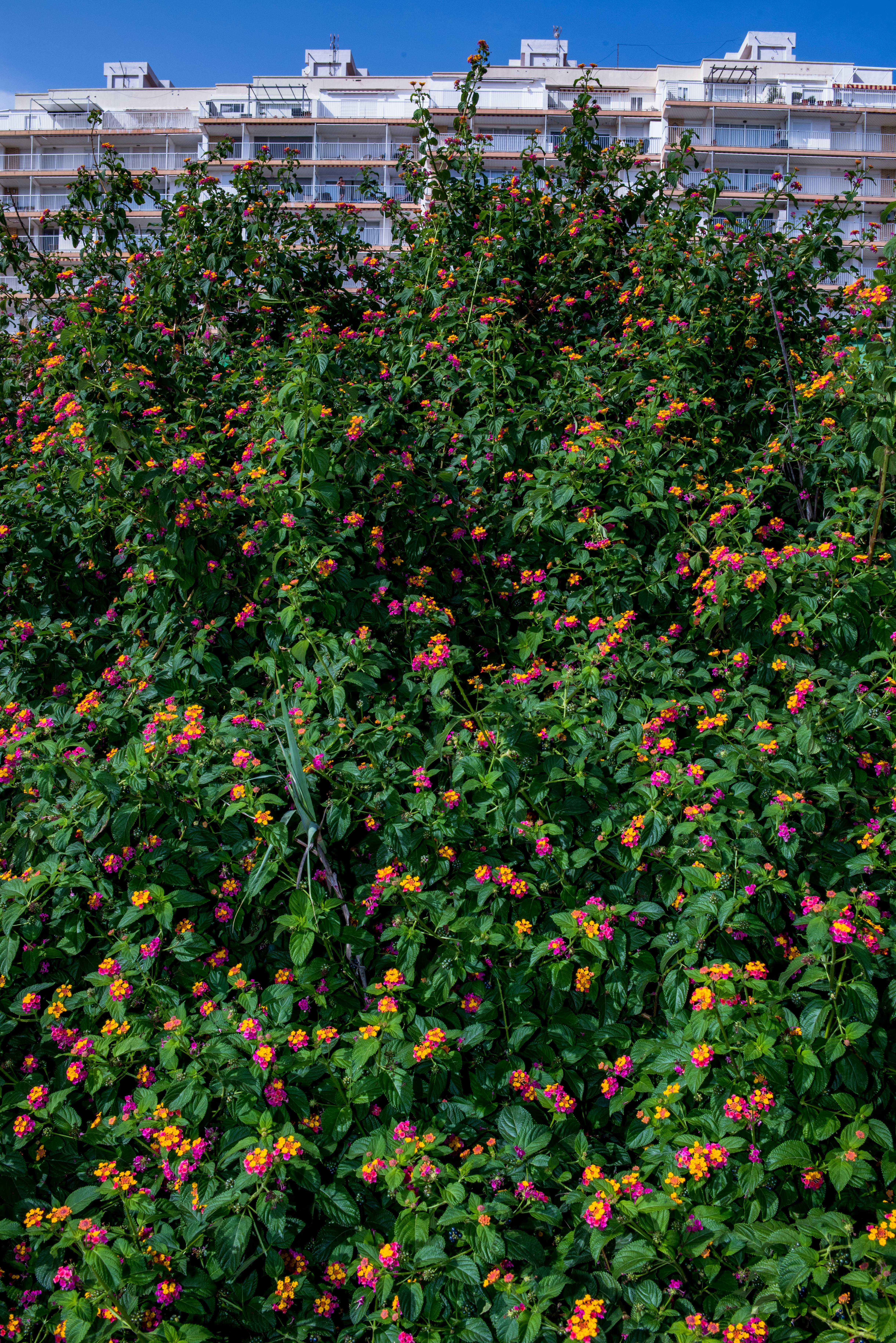 Vibrant Bush of Multicolored Lantana Flowers · Free Stock Photo