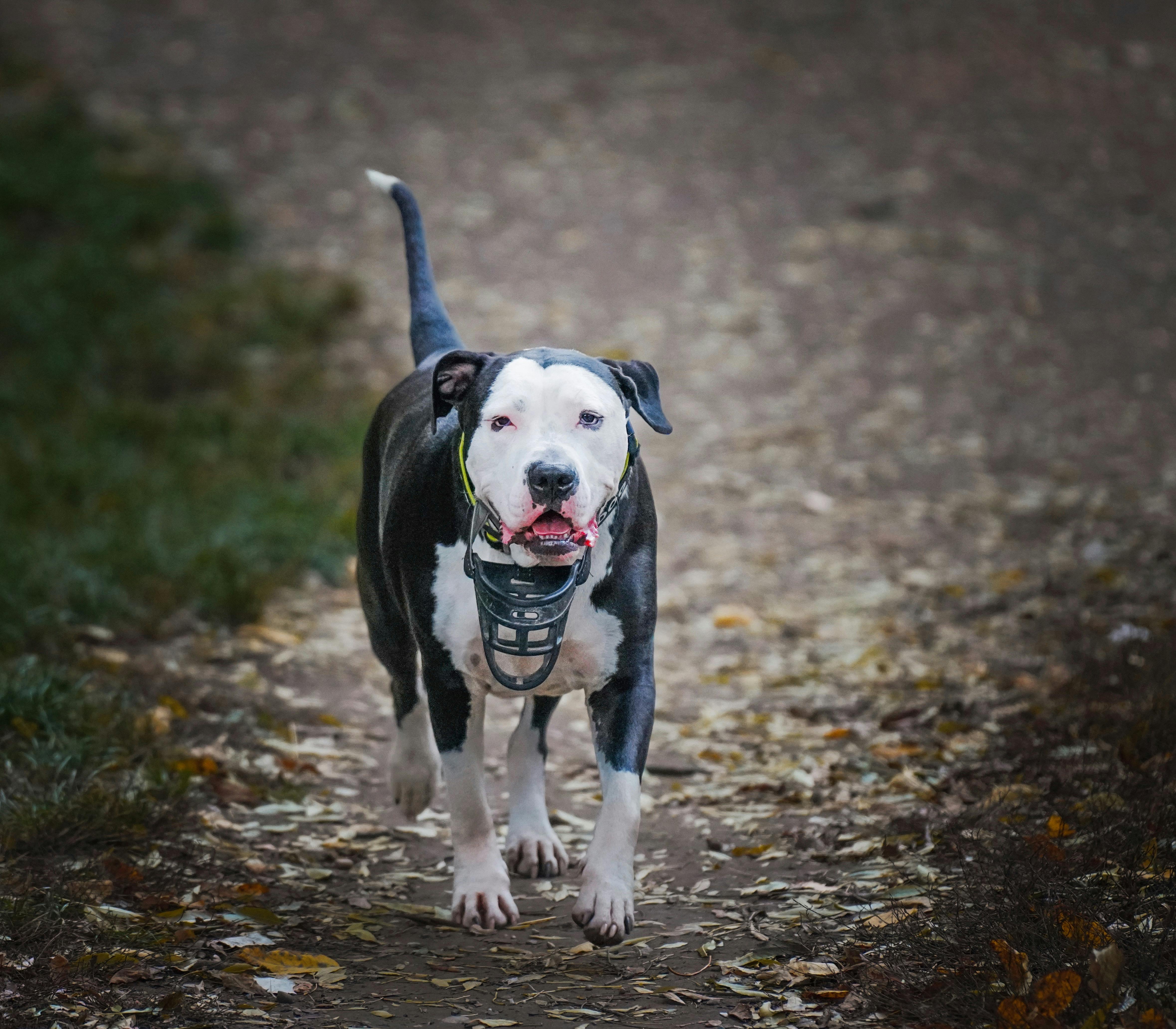 Pit Bull Terrier with Muzzle Walking in Forest · Free Stock Photo