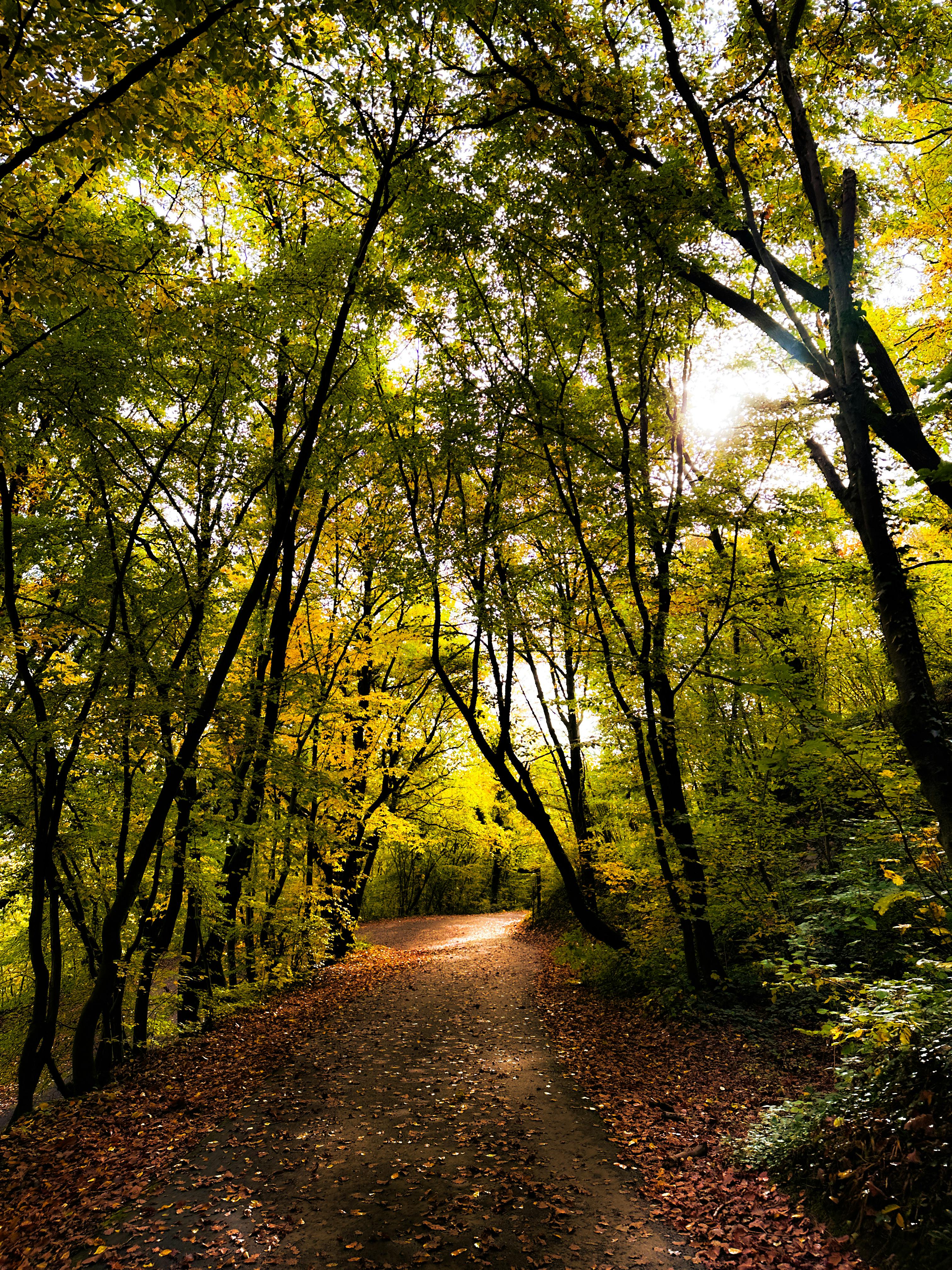 Enchanting Autumn Forest Pathway with Sunlight · Free Stock Photo