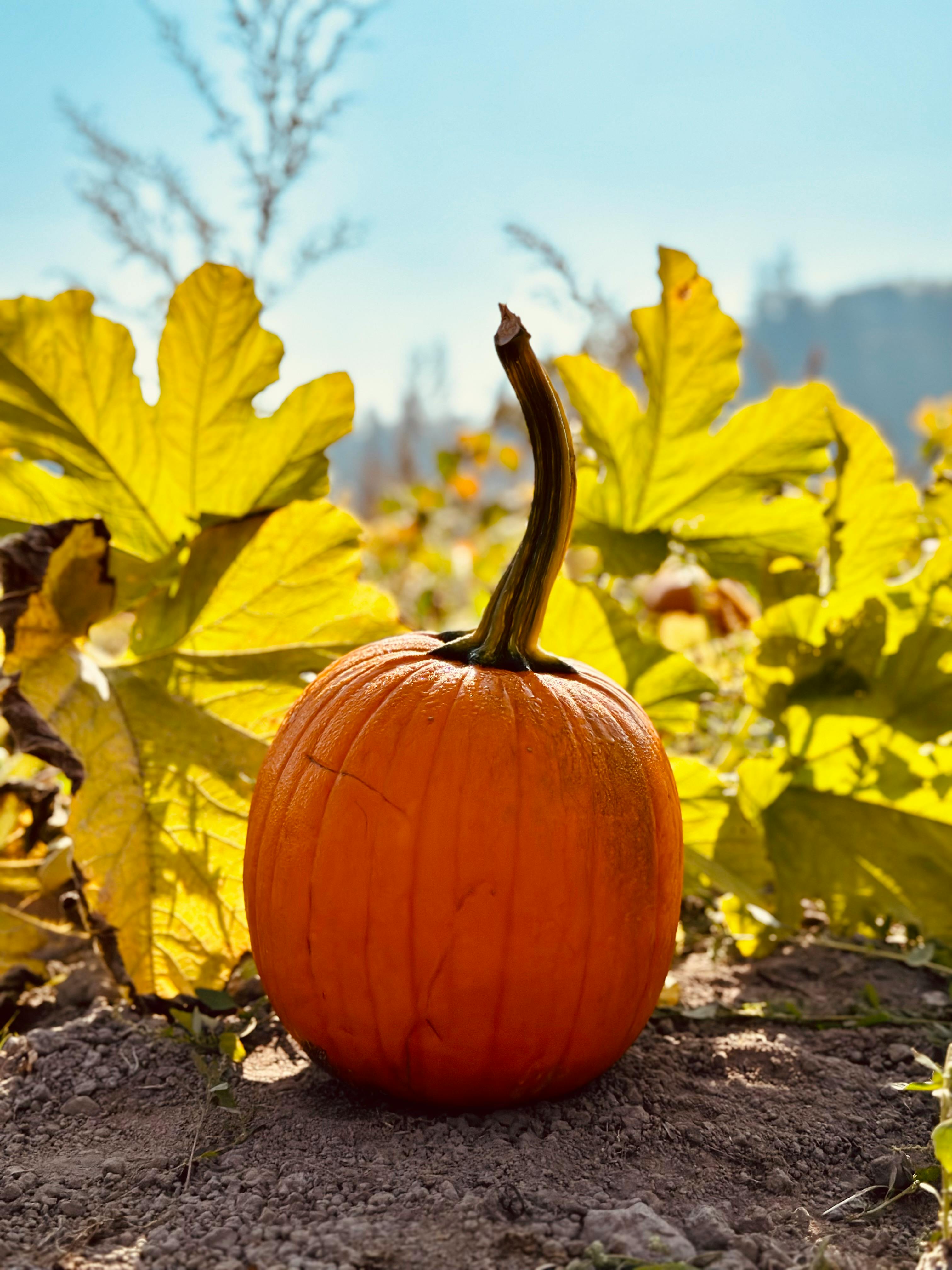 Vibrant Autumn Pumpkin in Snohomish Field · Free Stock Photo