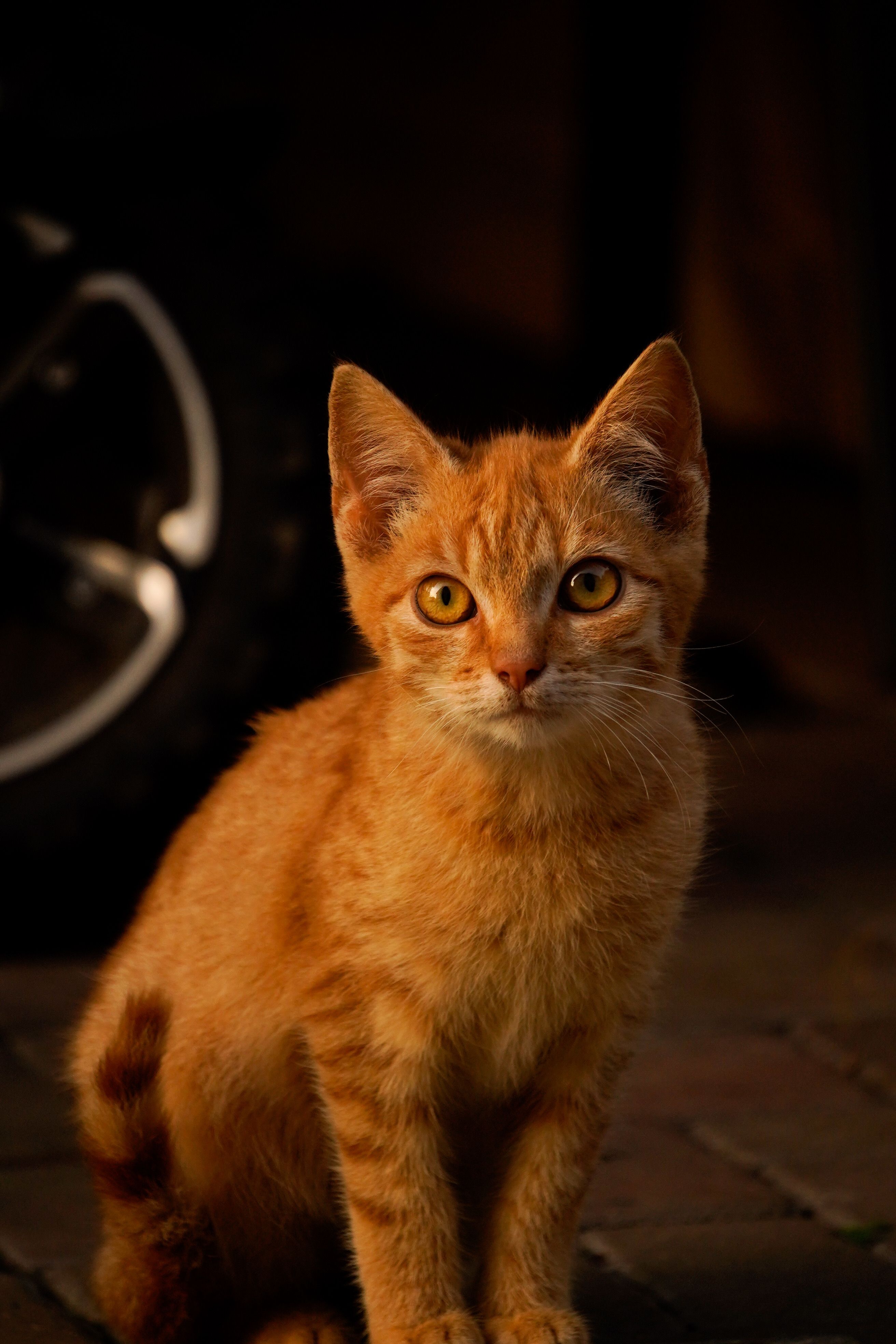Adorable Ginger Kitten in Warm Lighting · Free Stock Photo