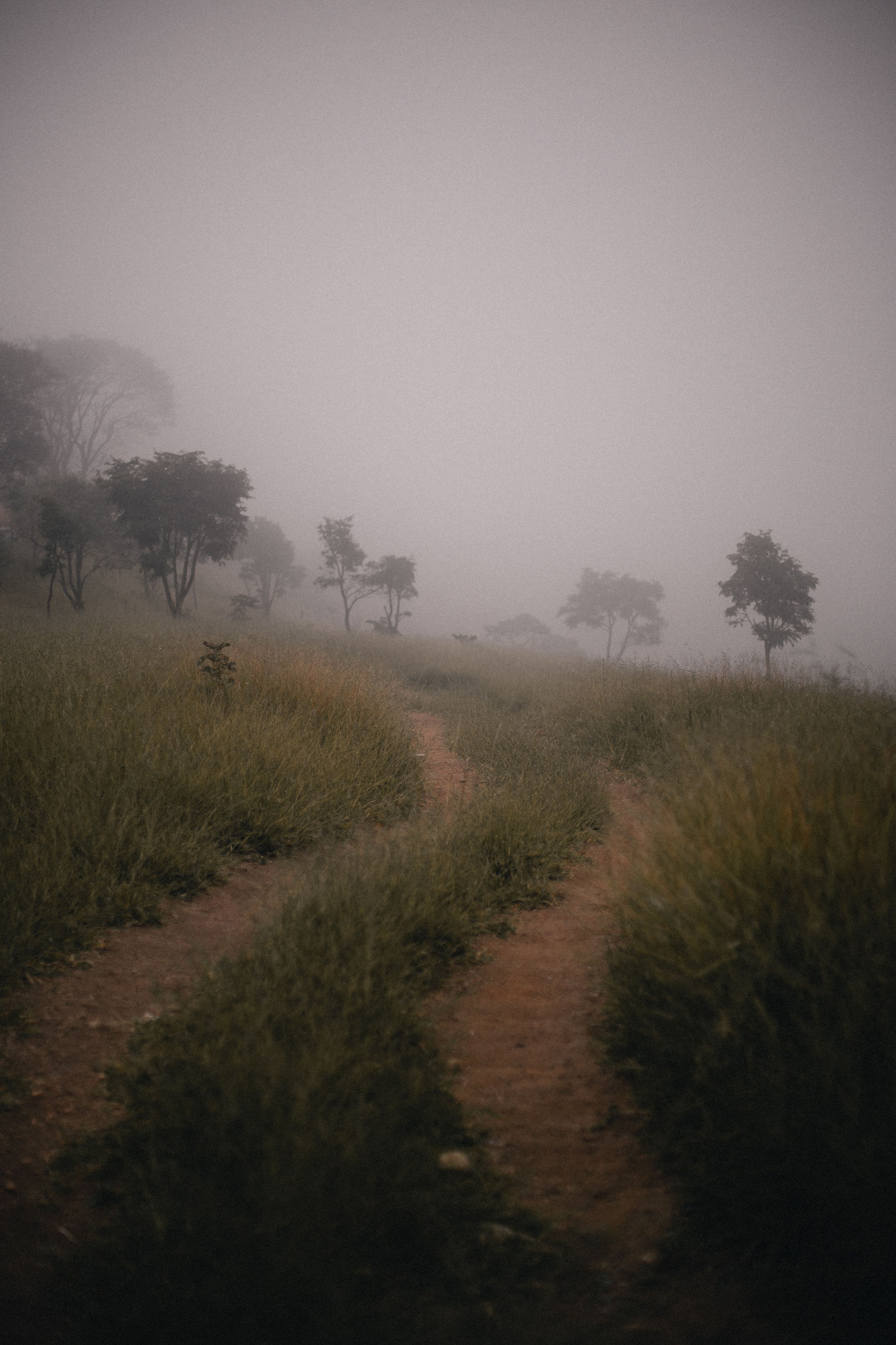 Misty Pathway through Foggy Landscape · Free Stock Photo
