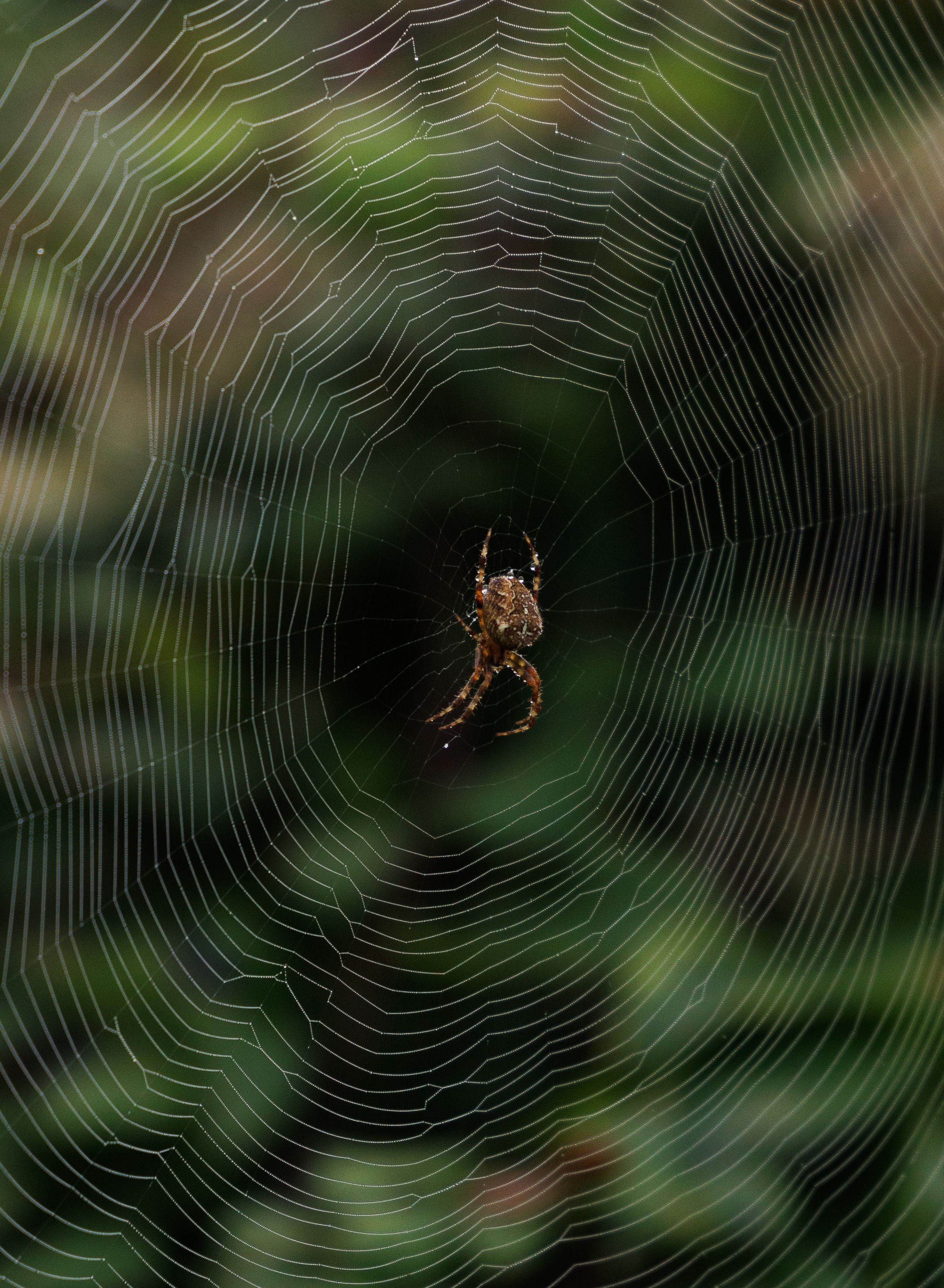 Selective Focus Photography of Brown Angulate Orbweaver Spider · Free ...