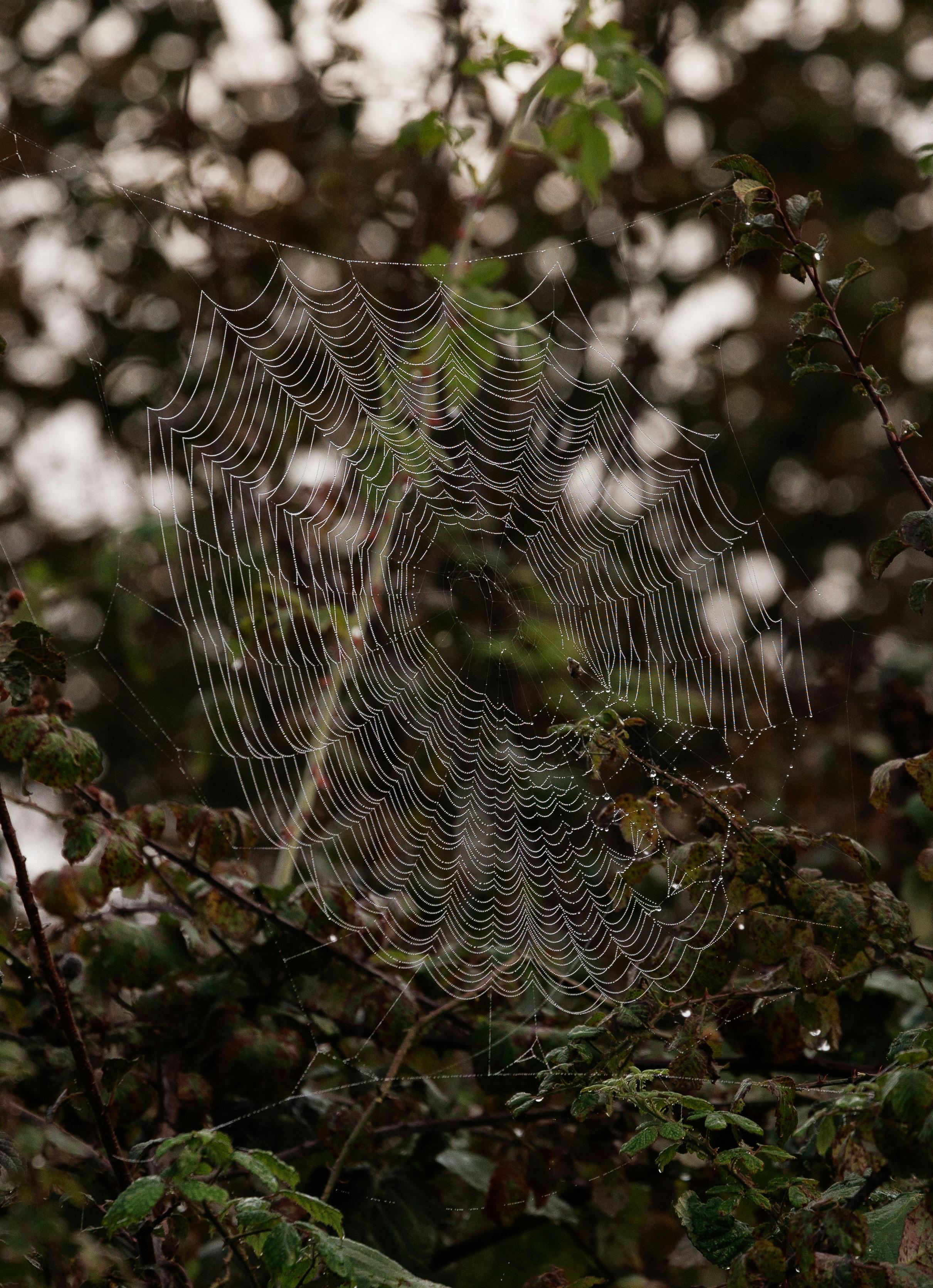 Shallow Focus of Spider Web · Free Stock Photo
