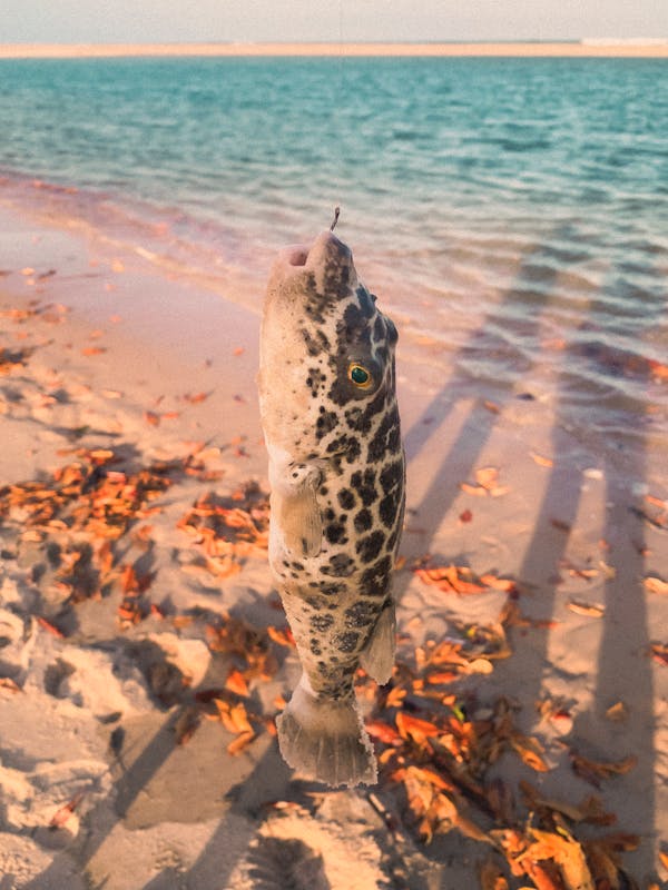 Puffer Fish Photos, Download The BEST Free Puffer Fish Stock Photos ...