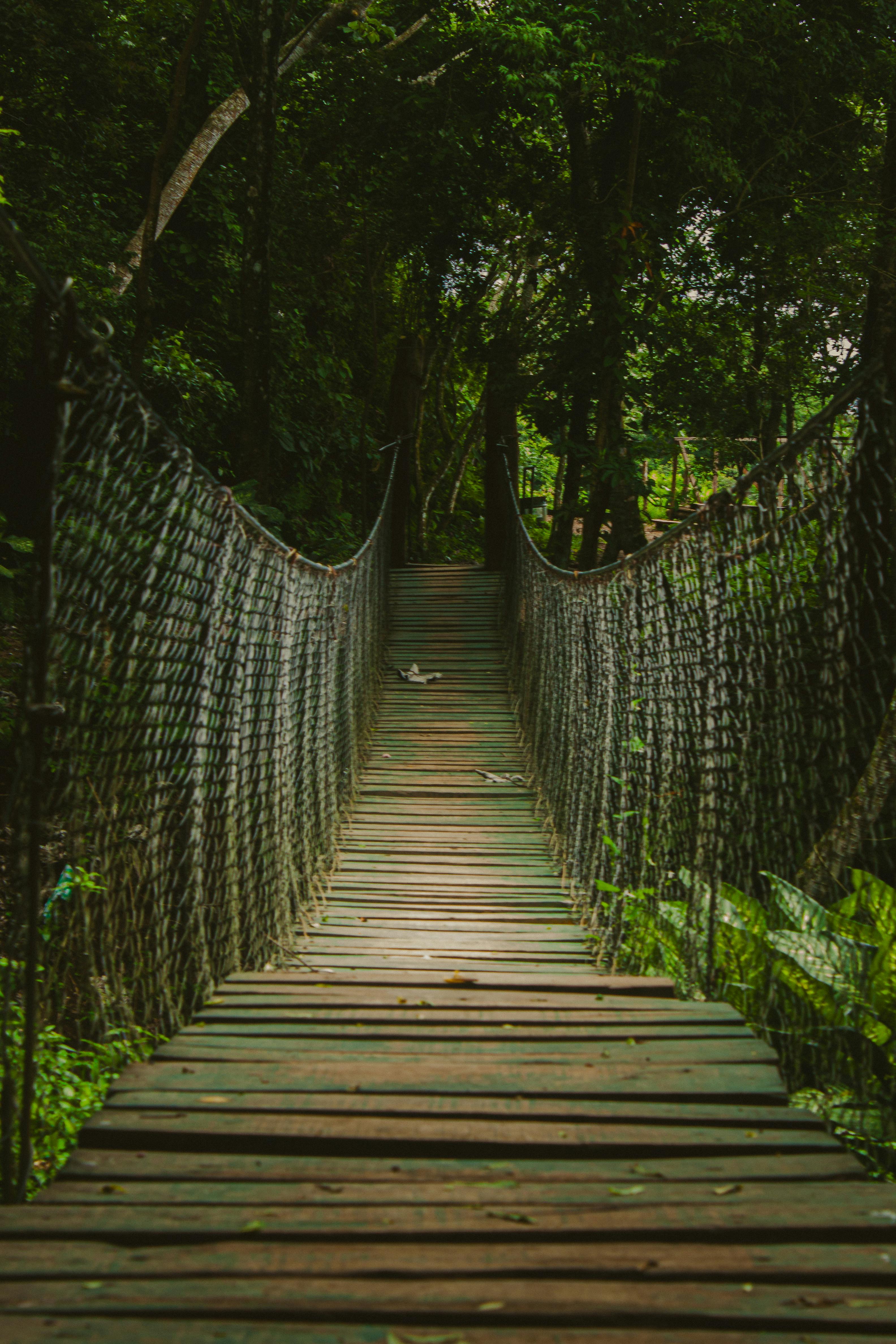 Rustic Suspension Bridge in Tropical Forest · Free Stock Photo
