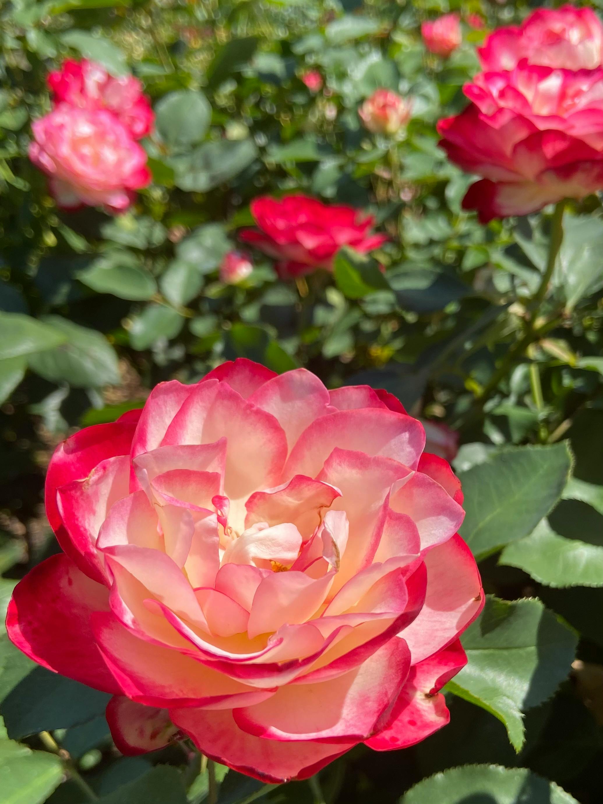 Primer Plano De Rosas De Color Rosa Vibrante En Flor · Foto de stock ...