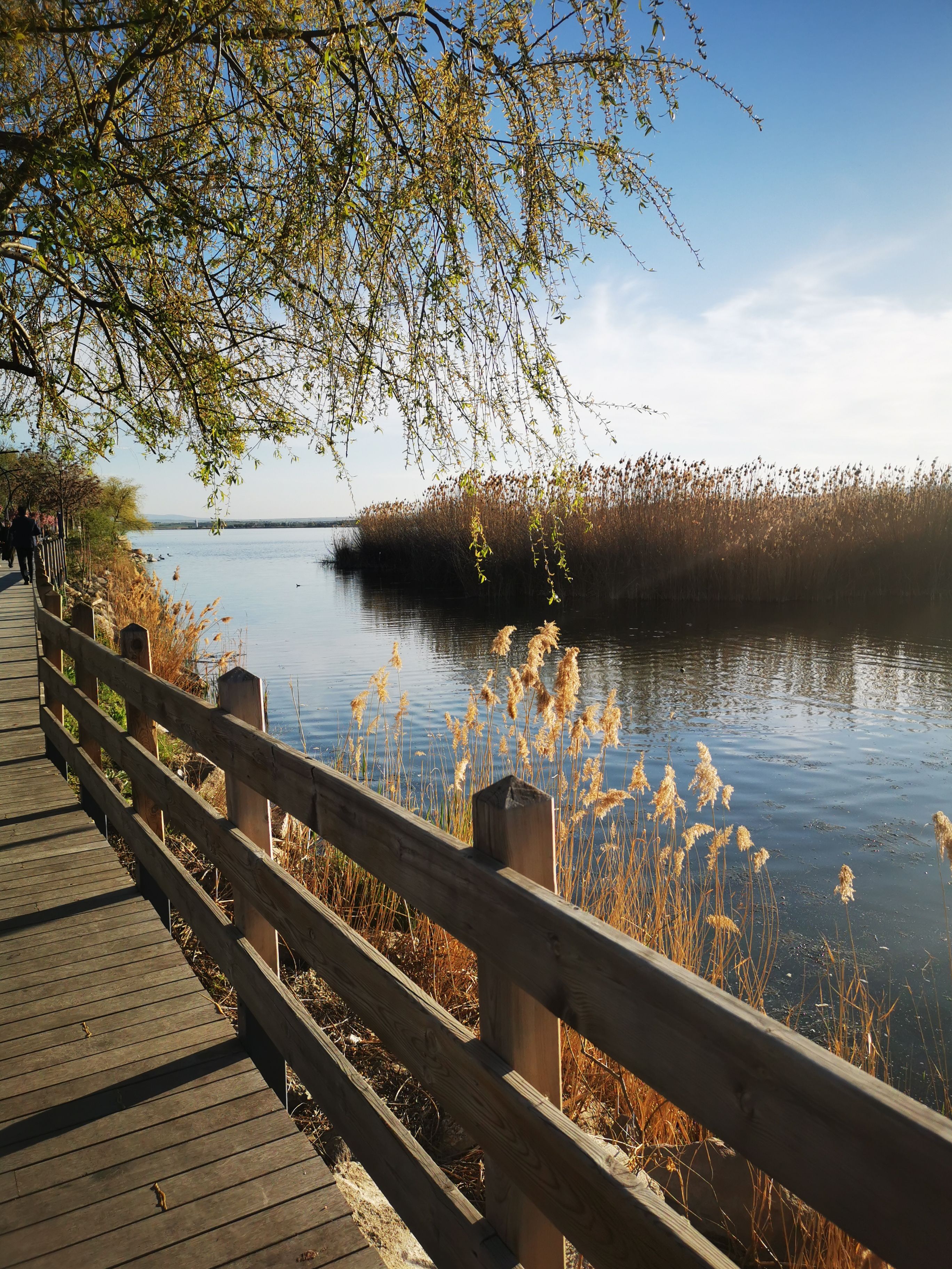 Scenic boardwalk along tranquil riverside · Free Stock Photo