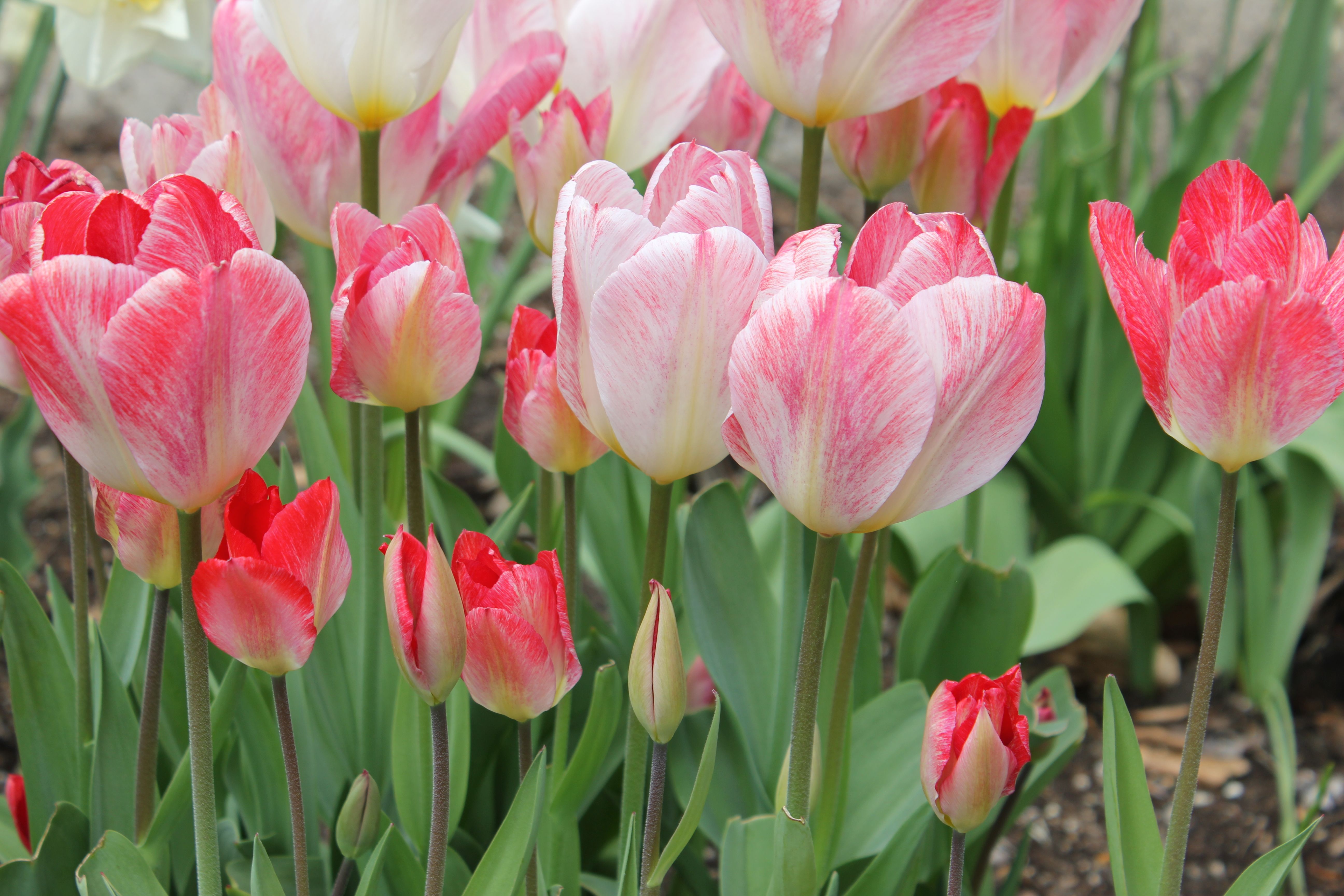 Gardens In Bloom Photos, Download The BEST Free Gardens In Bloom Stock ...