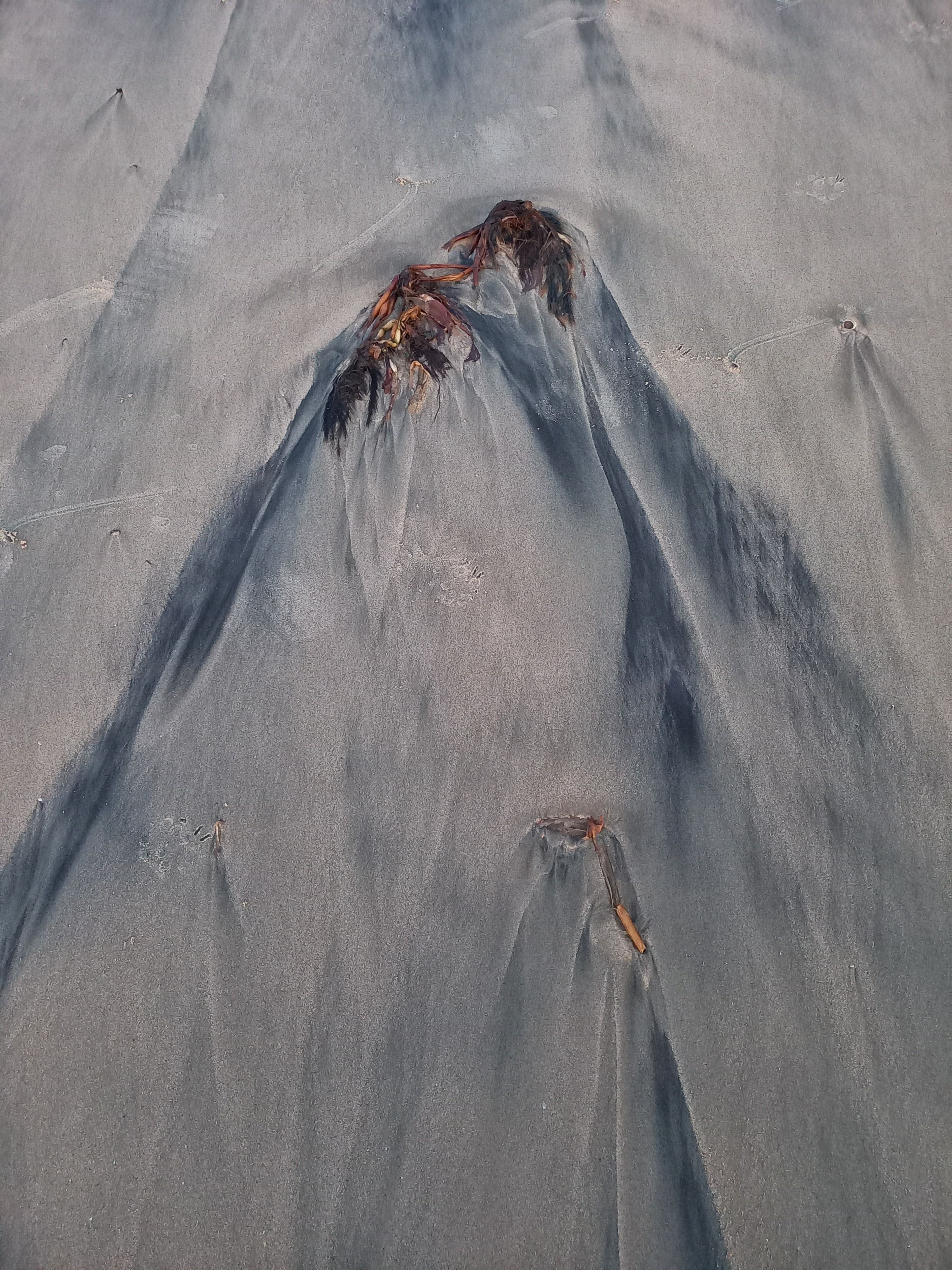 Abstract Patterns on Sand with Seaweed · Free Stock Photo