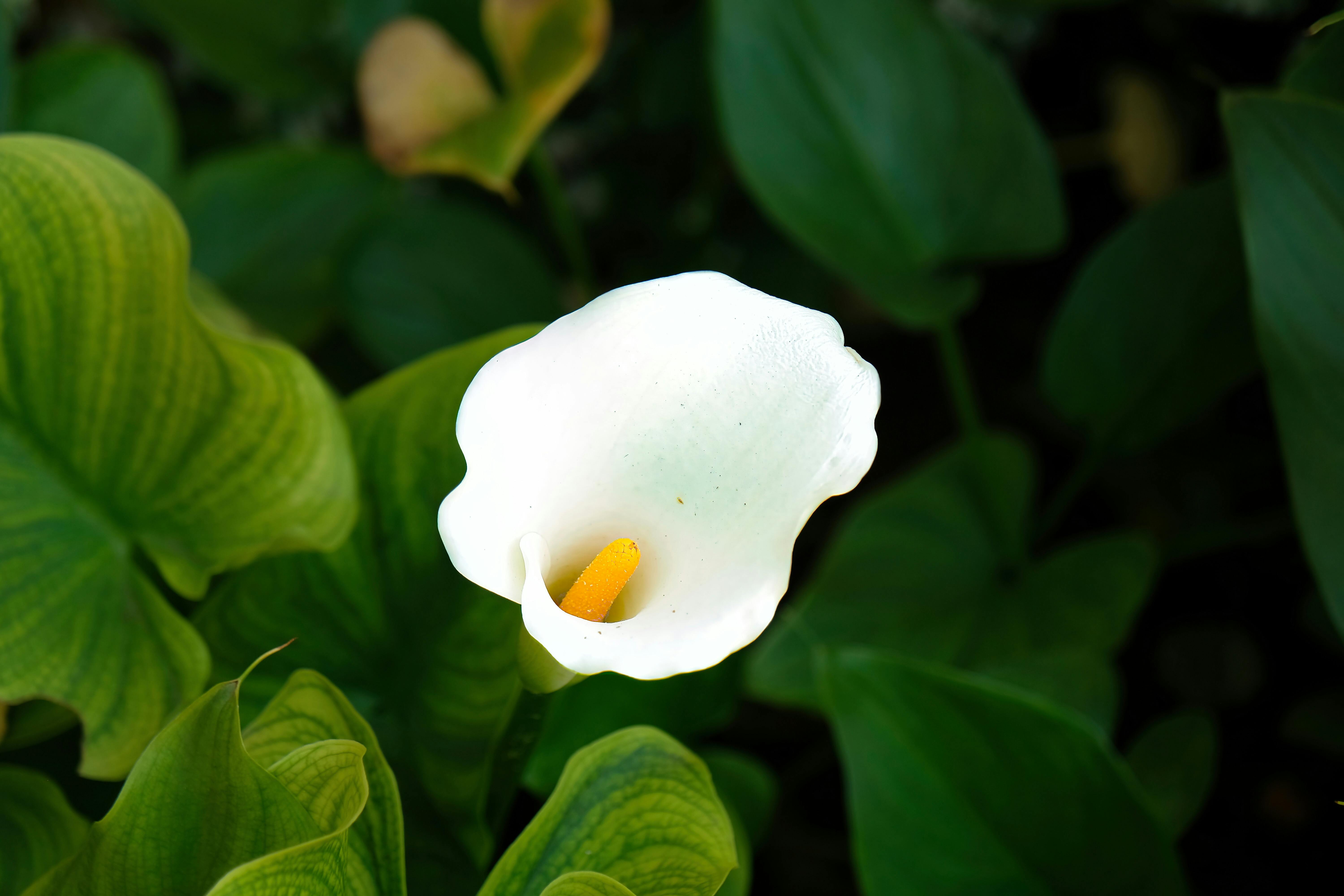 20+ Foto Lado กับใบไม้ Terbaik · Unduh Gratis 100% · Foto Stok Pexels