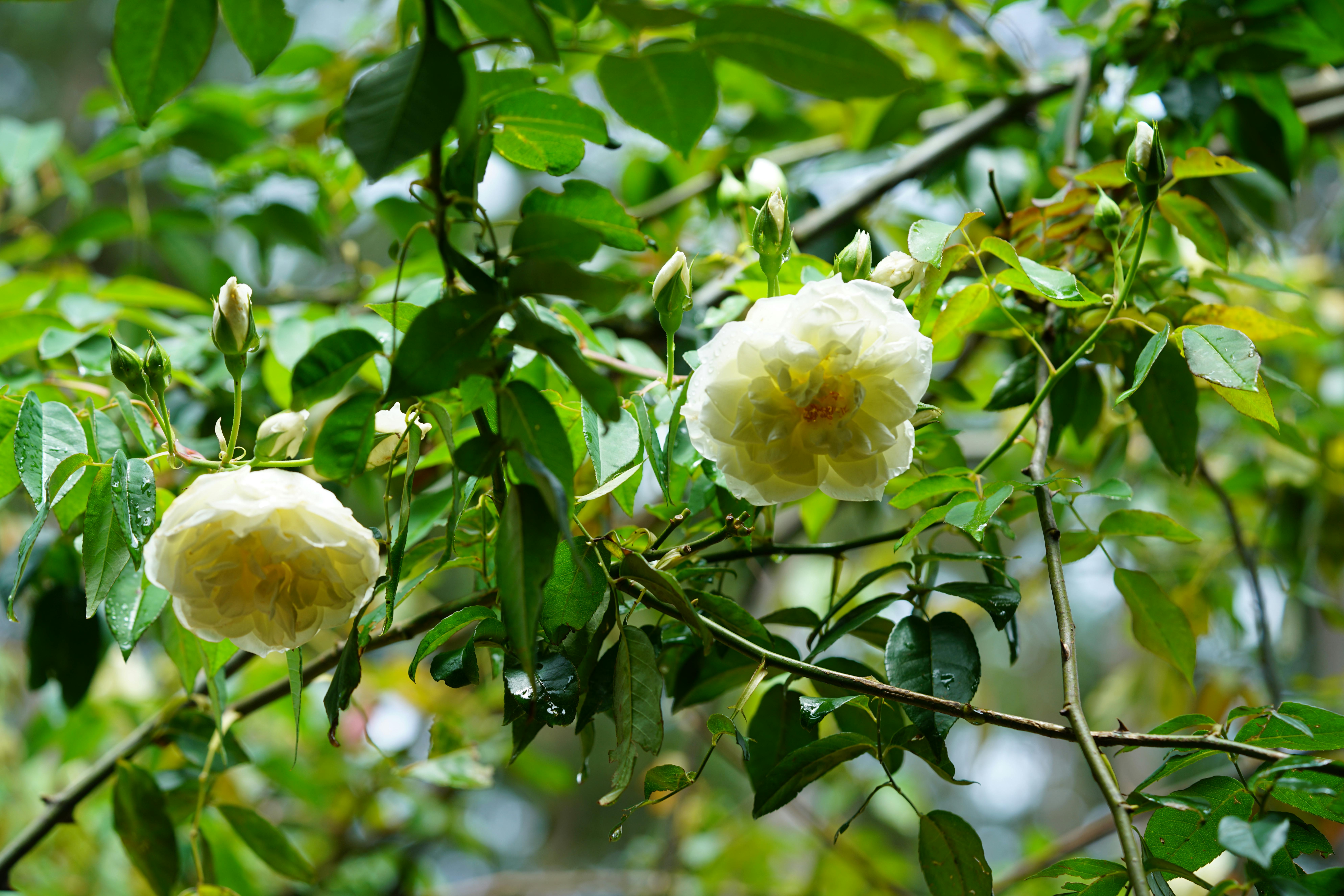 White Roses Blooming in Lâm Đồng, Vietnam · Free Stock Photo