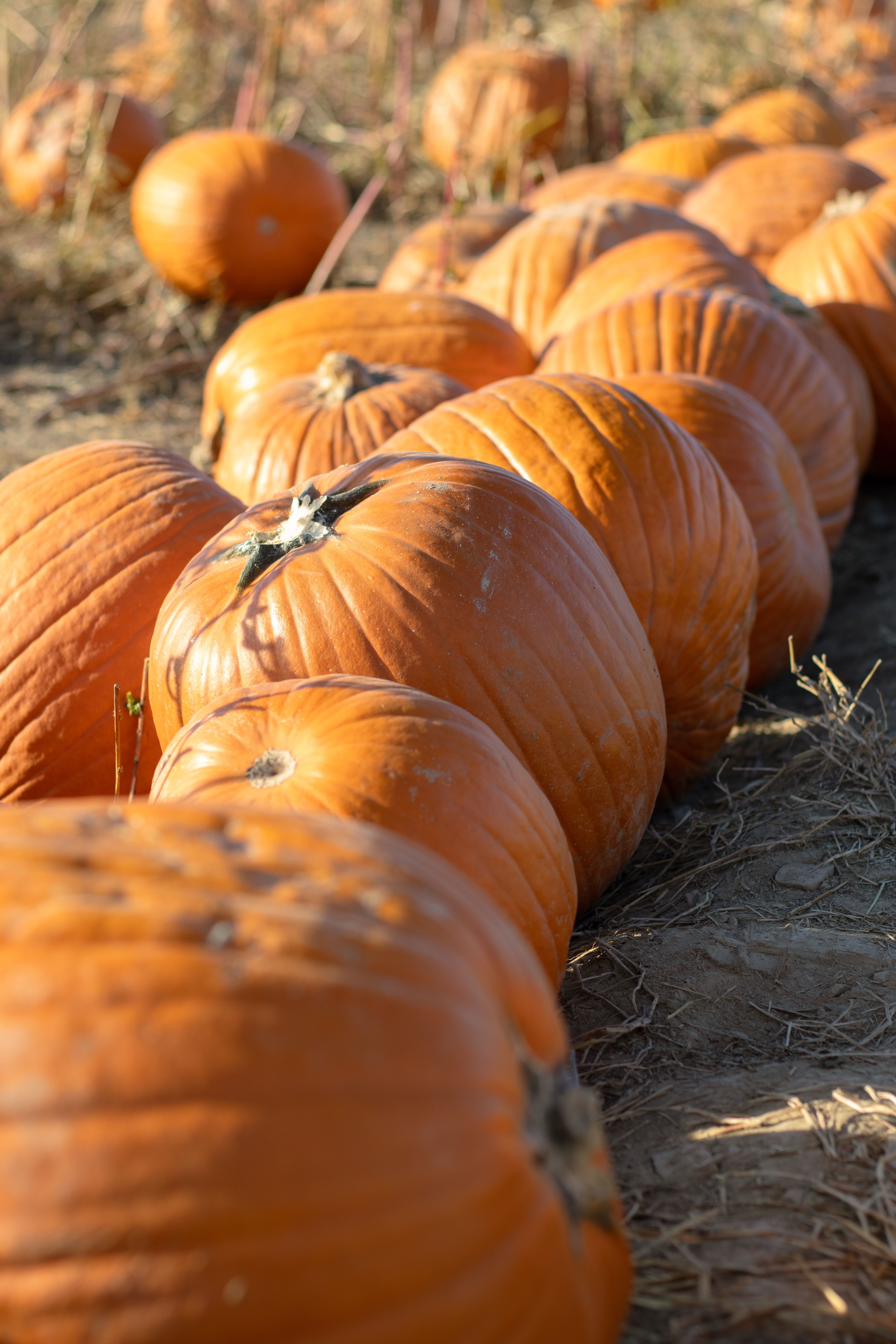 Abundance of Halloween Pumpkins · Free Stock Photo
