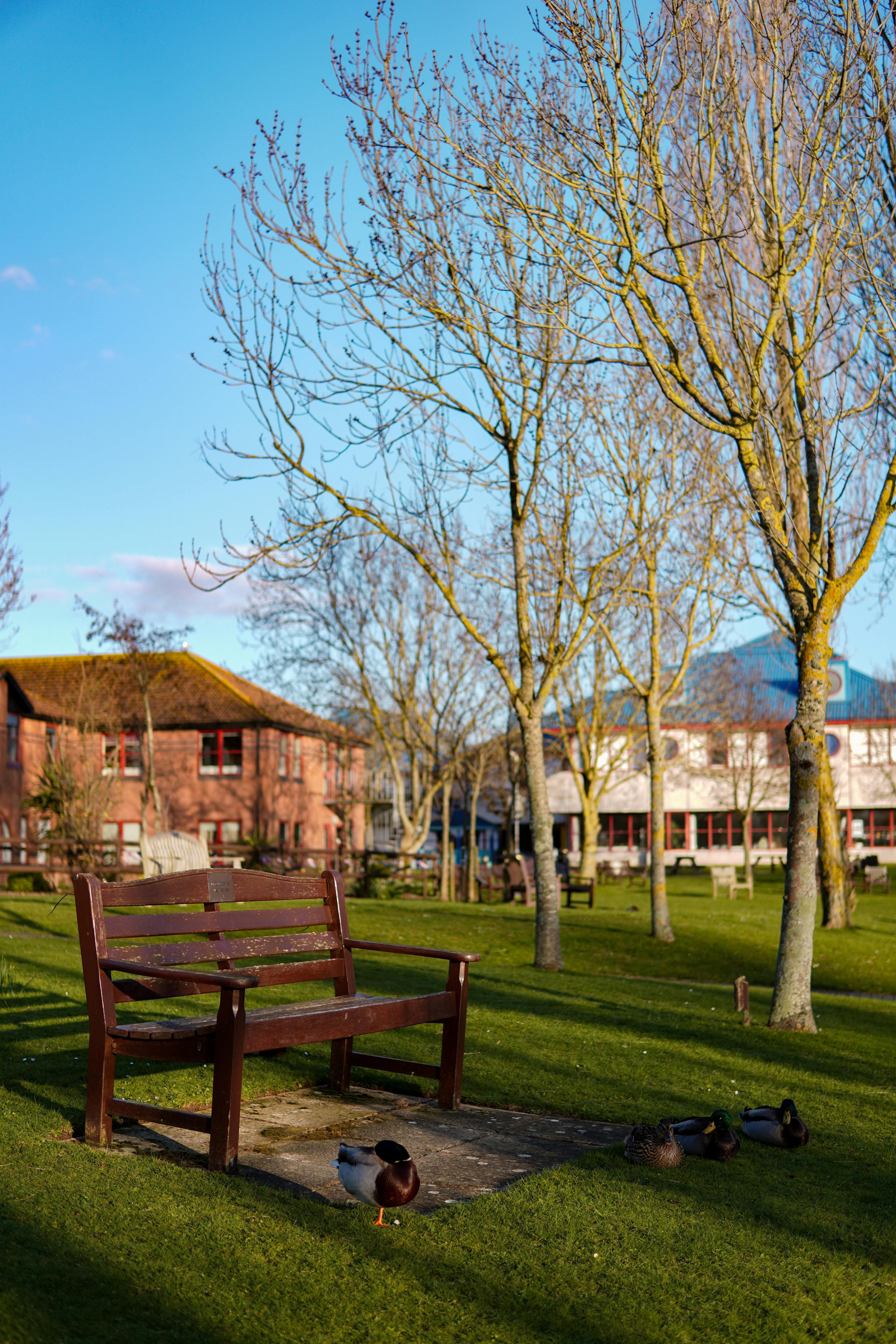 Tranquil Park with Bench and Ducks in Springtime · Free Stock Photo