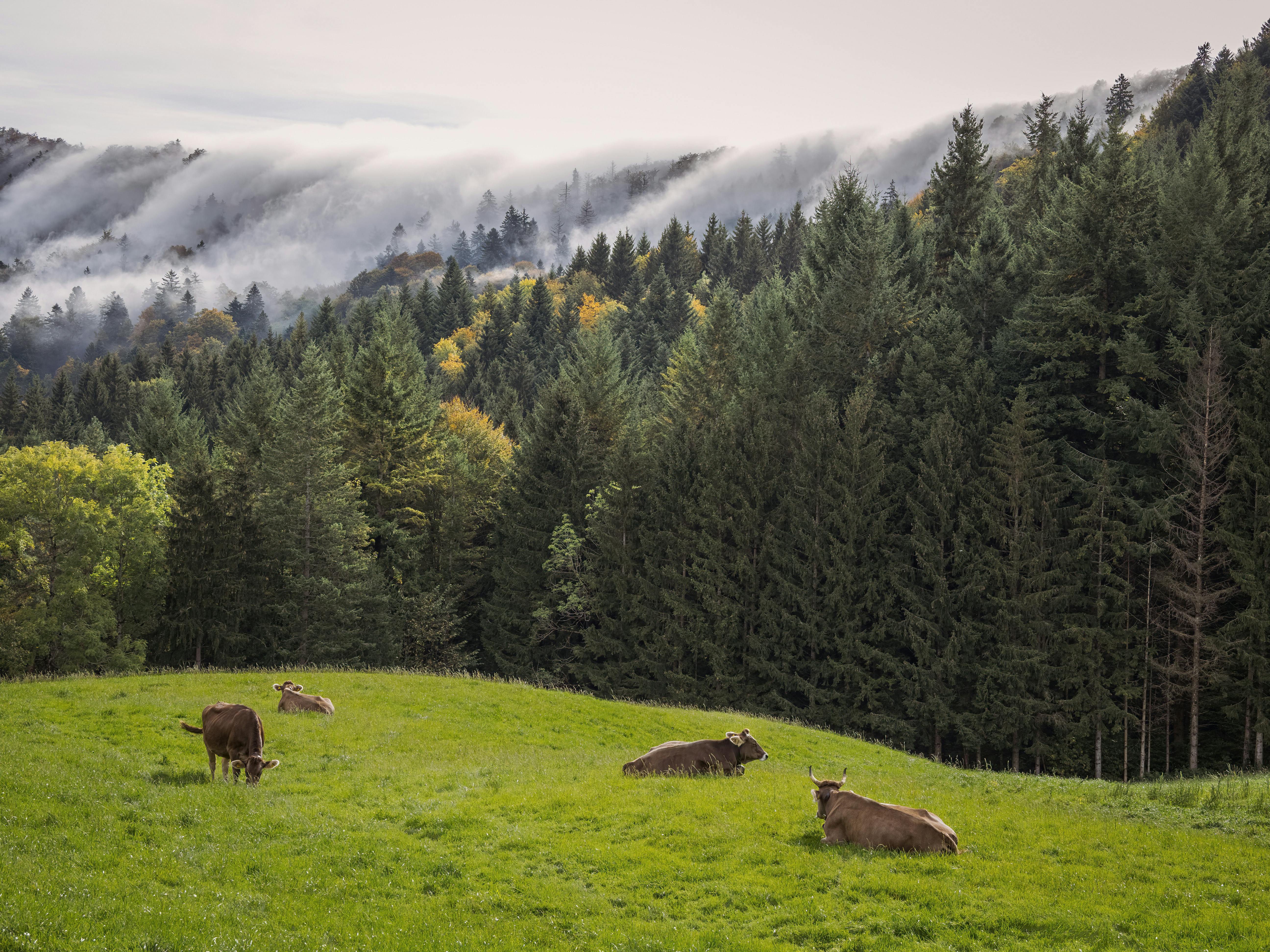 Sapi Sapi Yang Tenang Merumput Di Bentang Alam Hutan Berkabut · Foto ...